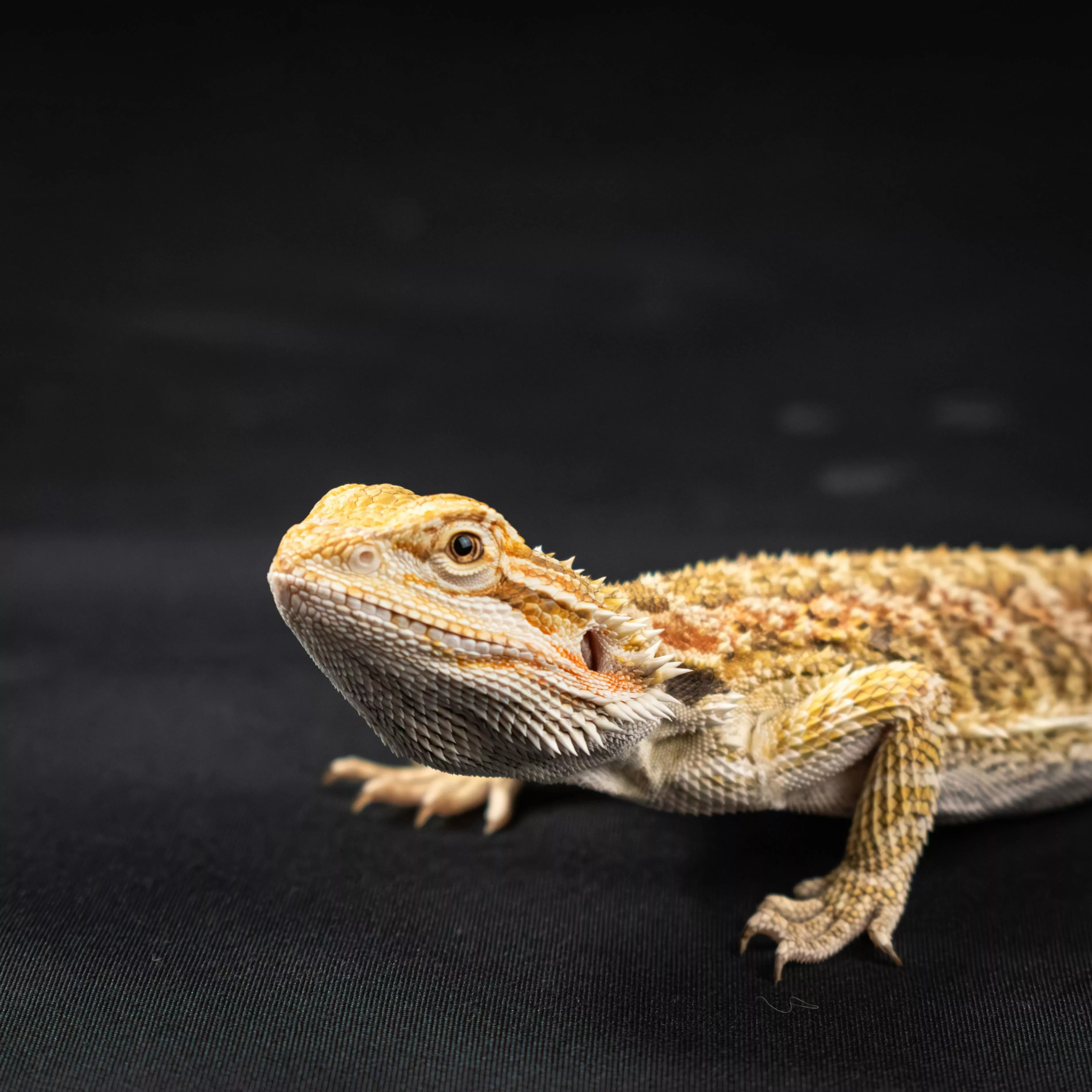 Baby Bearded Dragon Wallpapers - Wallpaper Cave