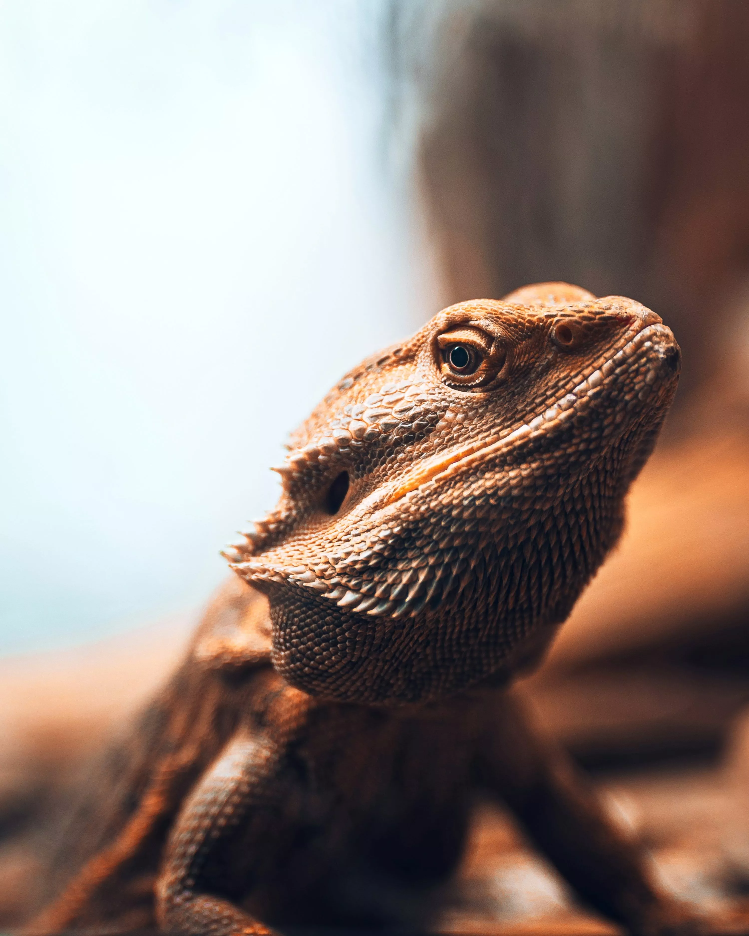 Baby Bearded Dragon Wallpapers - Wallpaper Cave