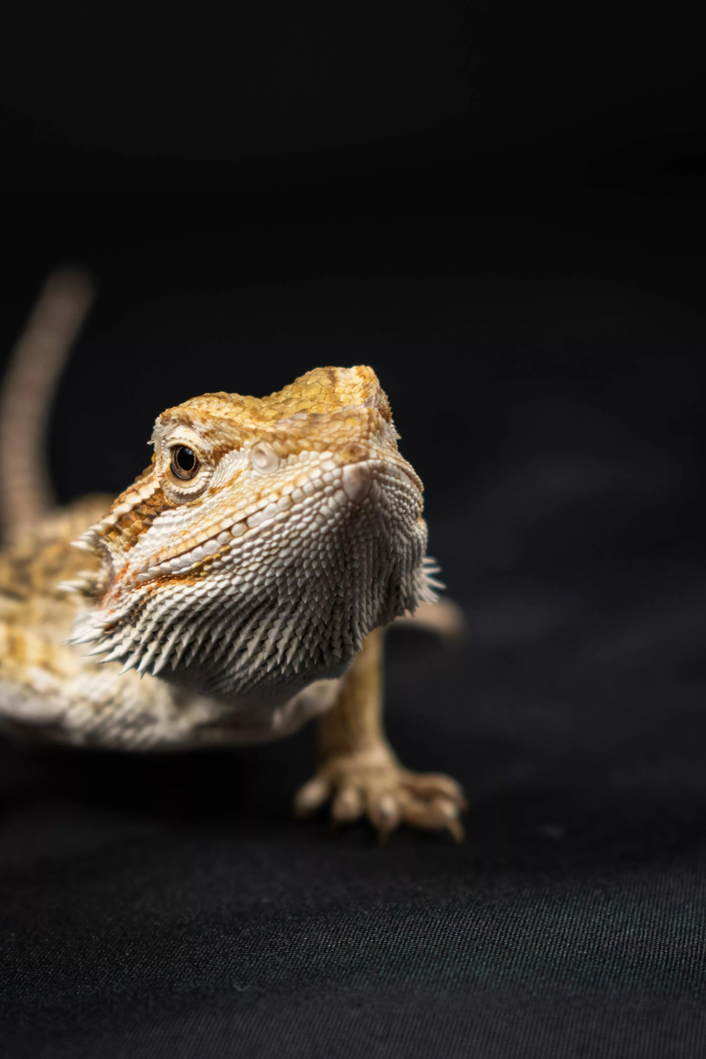 Baby Bearded Dragon Wallpapers - Wallpaper Cave