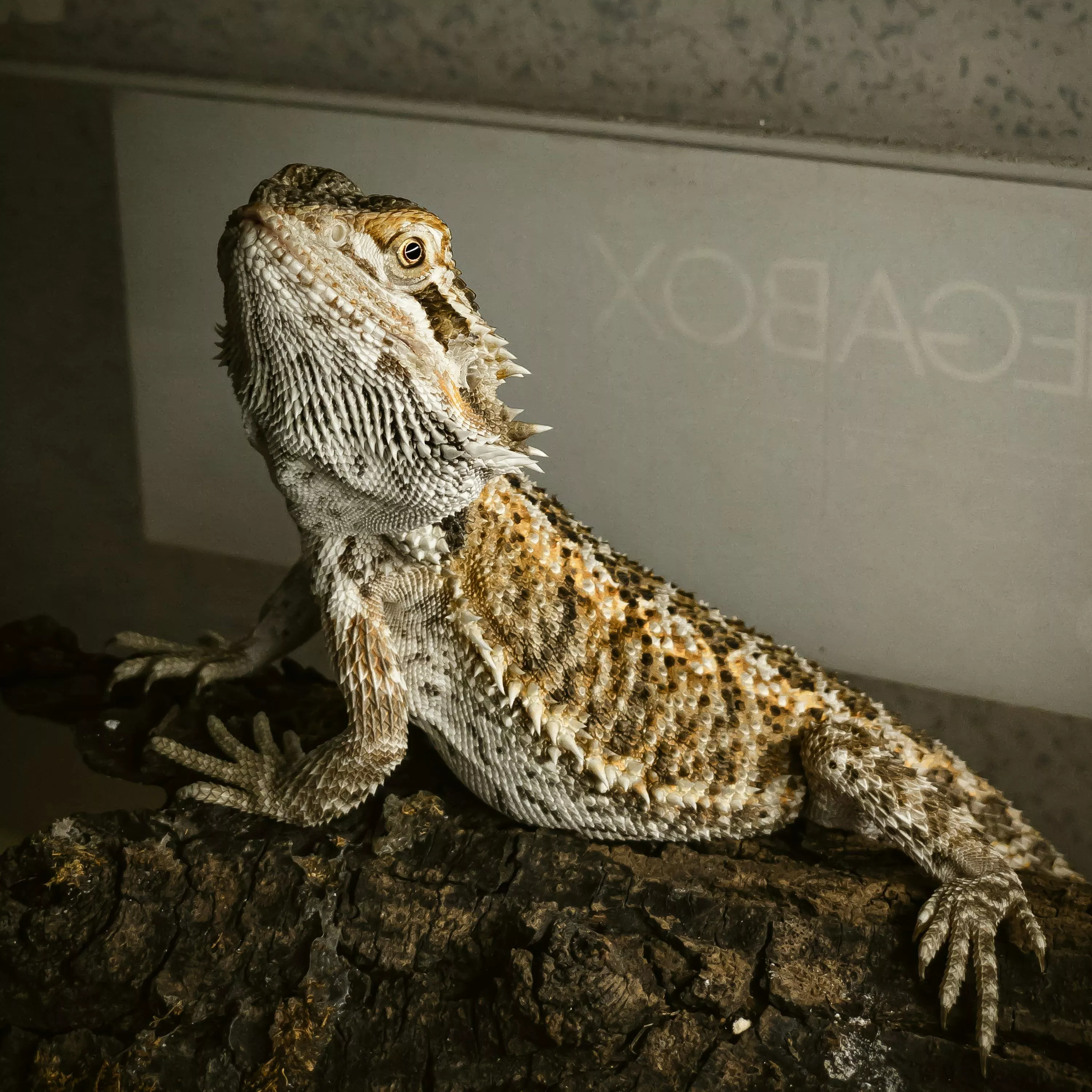 Baby Bearded Dragon Wallpapers - Wallpaper Cave