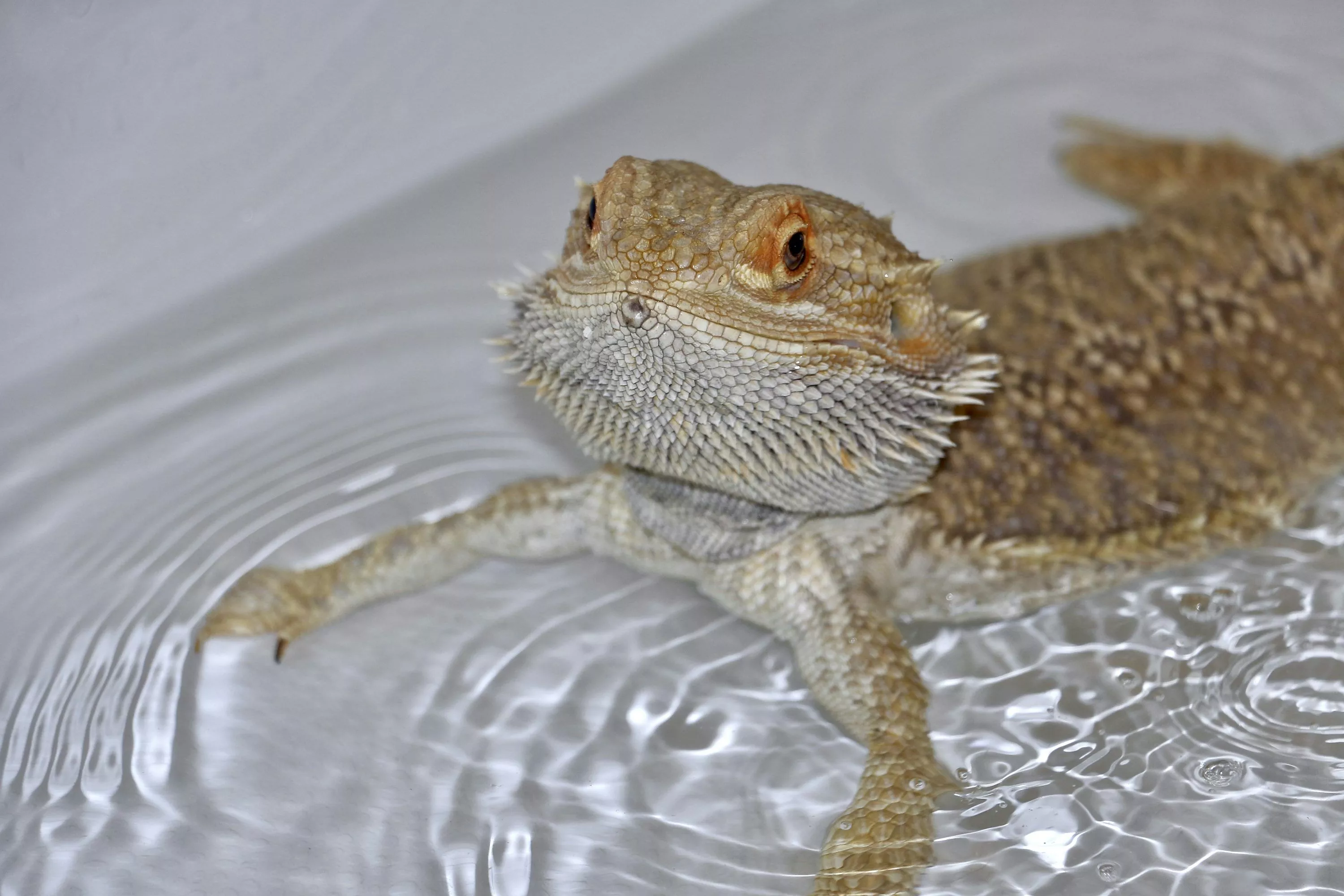 Baby Bearded Dragon Wallpapers - Wallpaper Cave