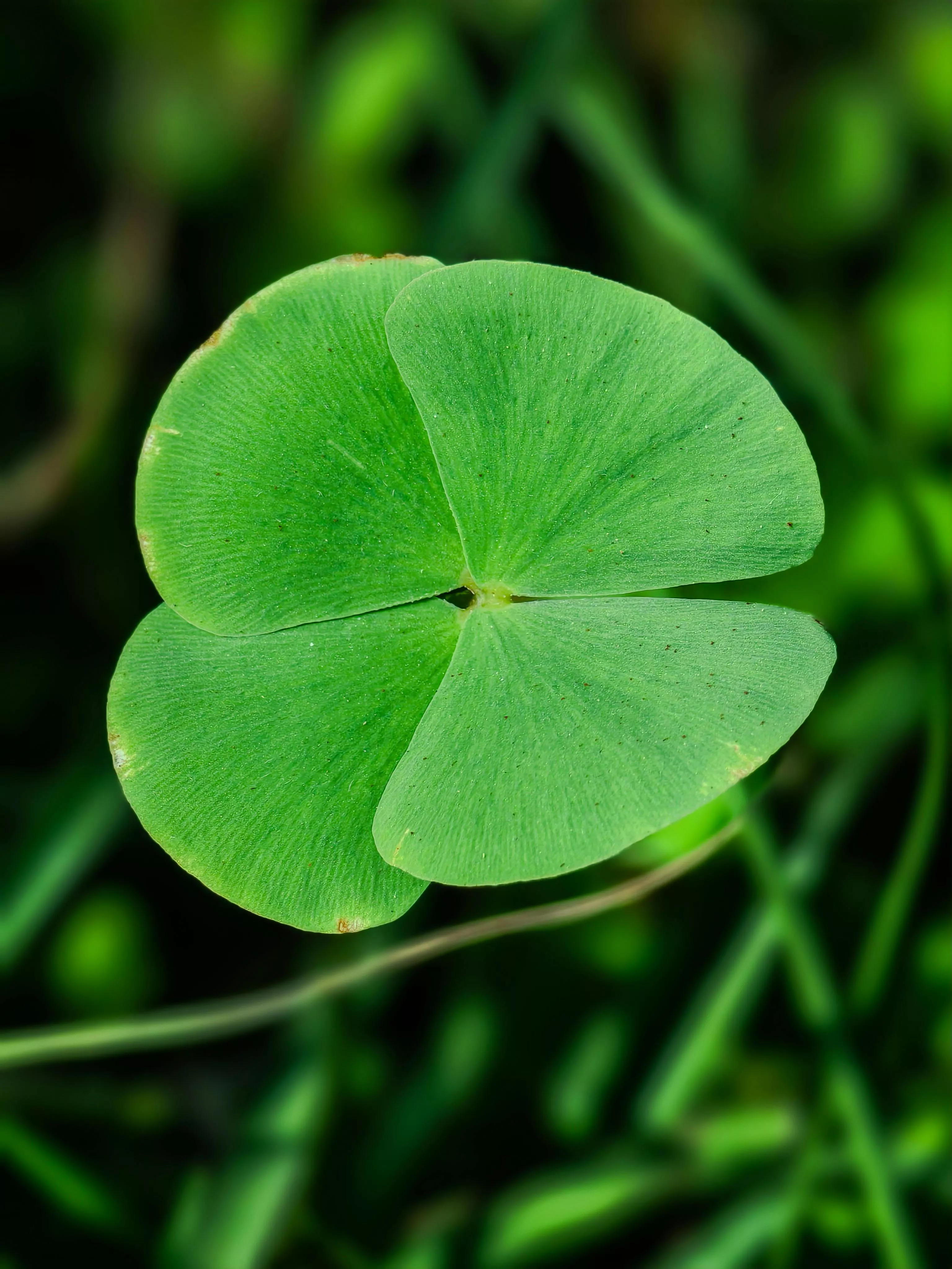 Clover Wallpapers - Wallpaper Cave