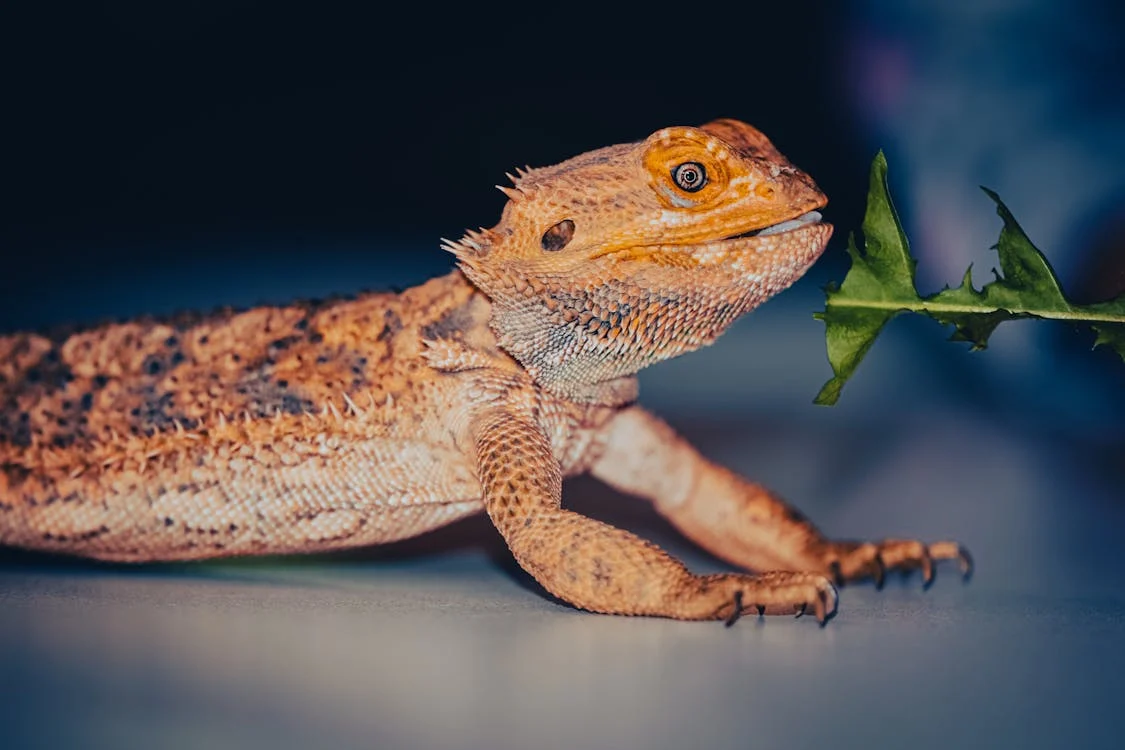 Bearded Dragon Wallpapers - Wallpaper Cave