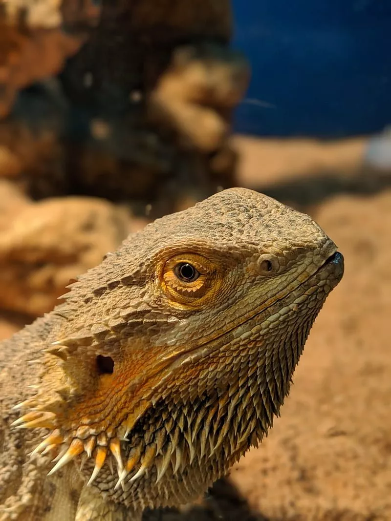 Bearded Dragon Wallpapers - Wallpaper Cave