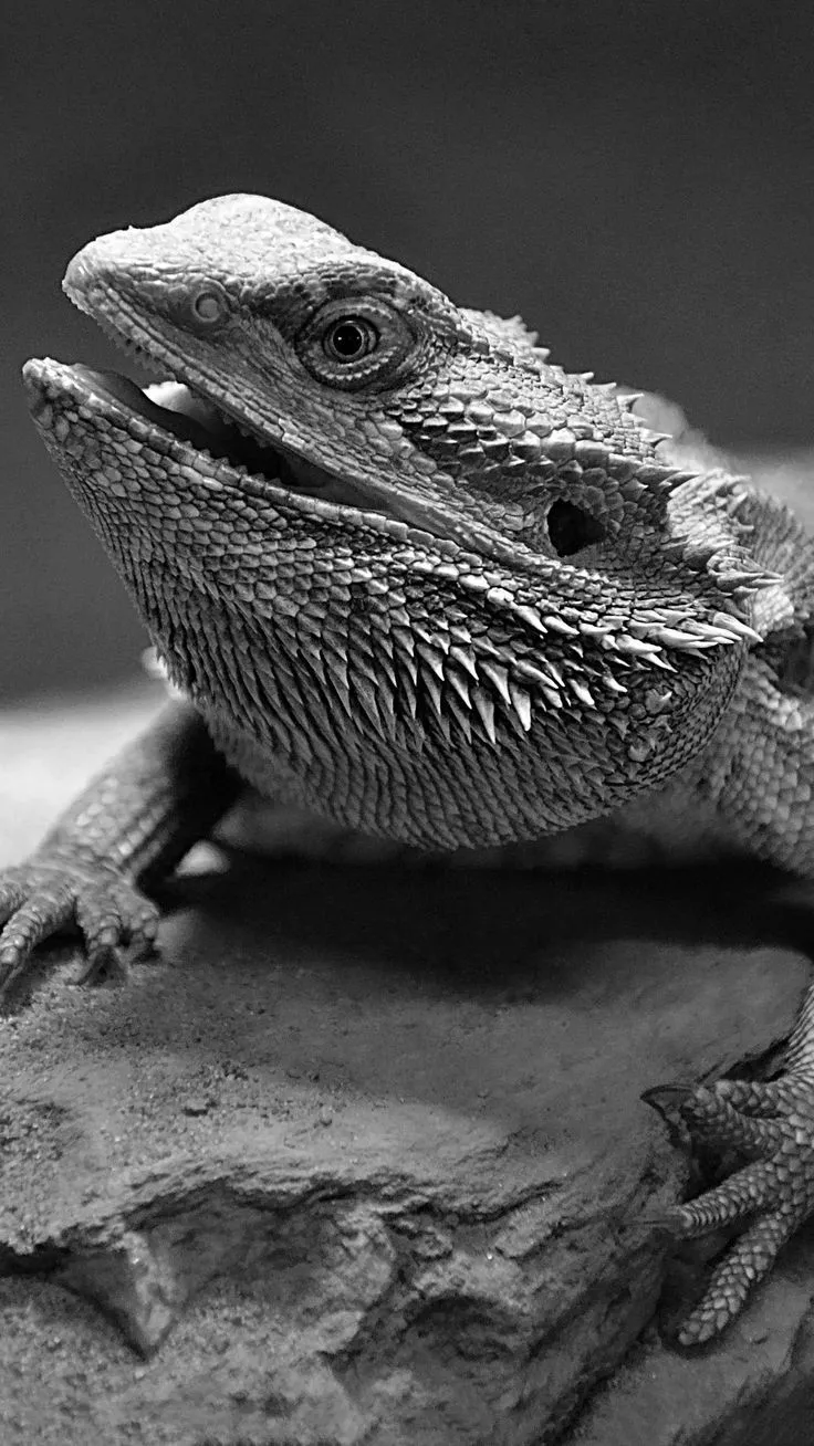 Bearded Dragon Wallpapers - Wallpaper Cave