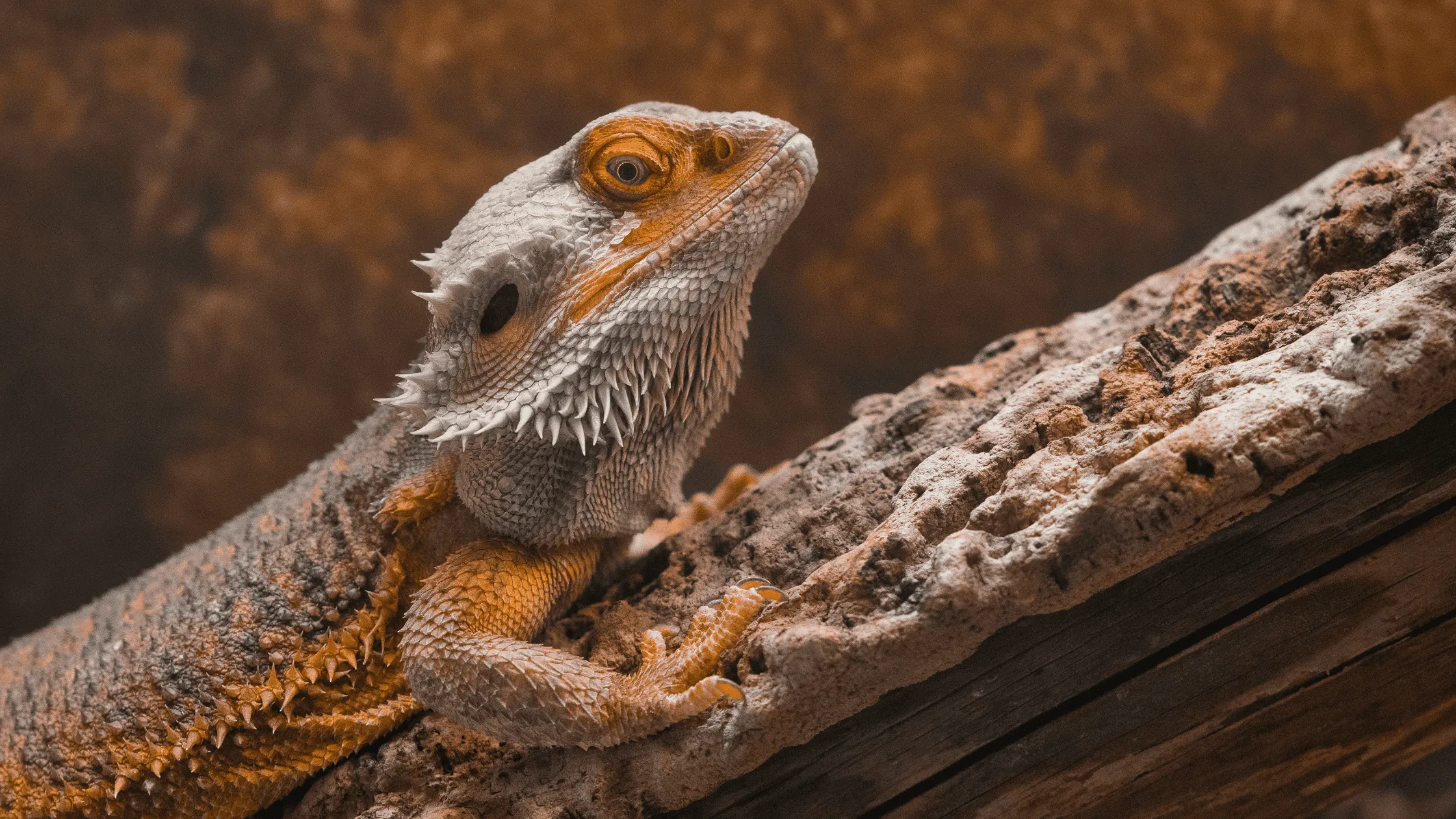 Bearded Dragon Wallpapers - Wallpaper Cave