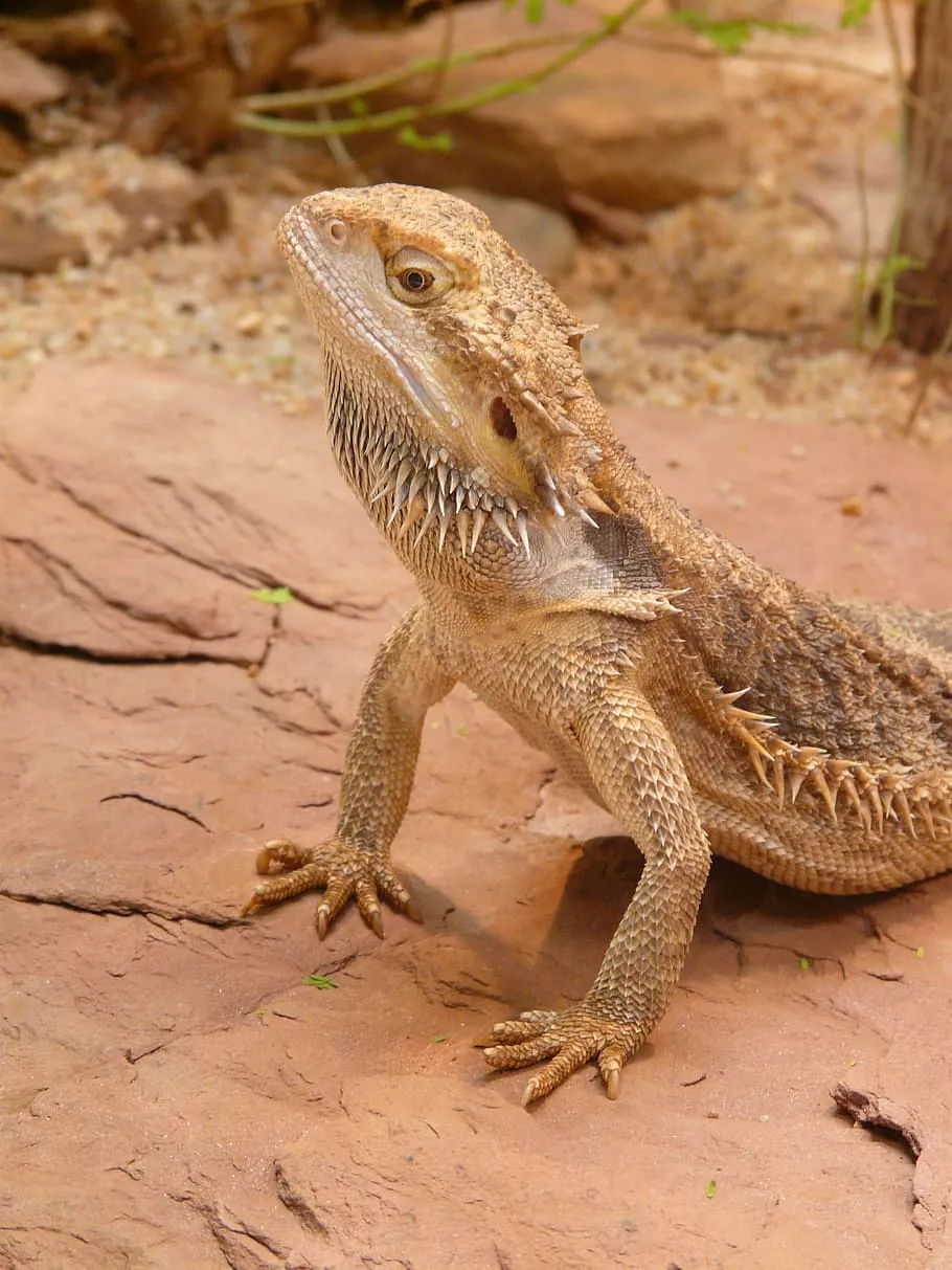 Bearded Dragon Wallpapers - Wallpaper Cave