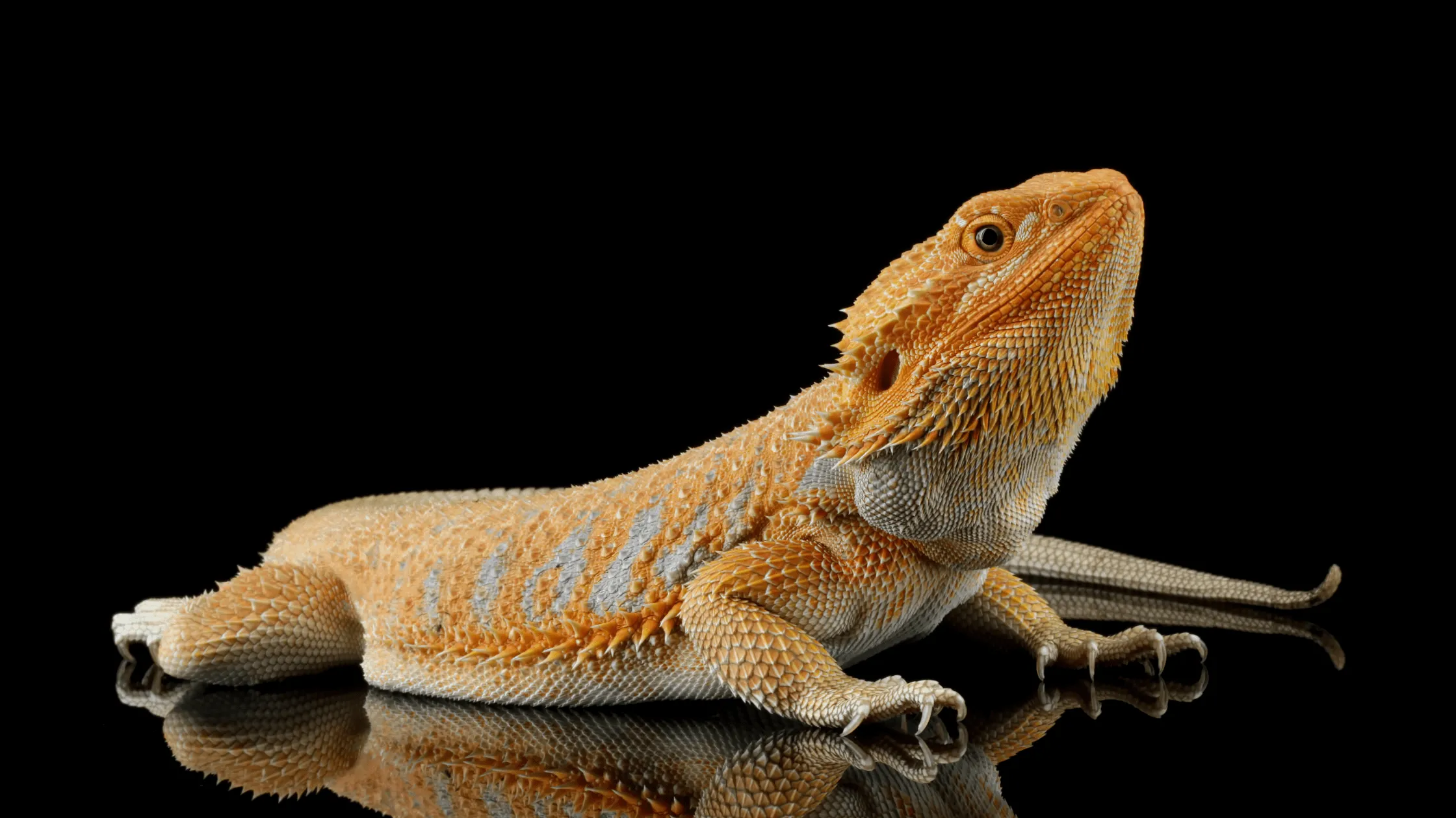 Bearded Dragon Wallpapers - Wallpaper Cave