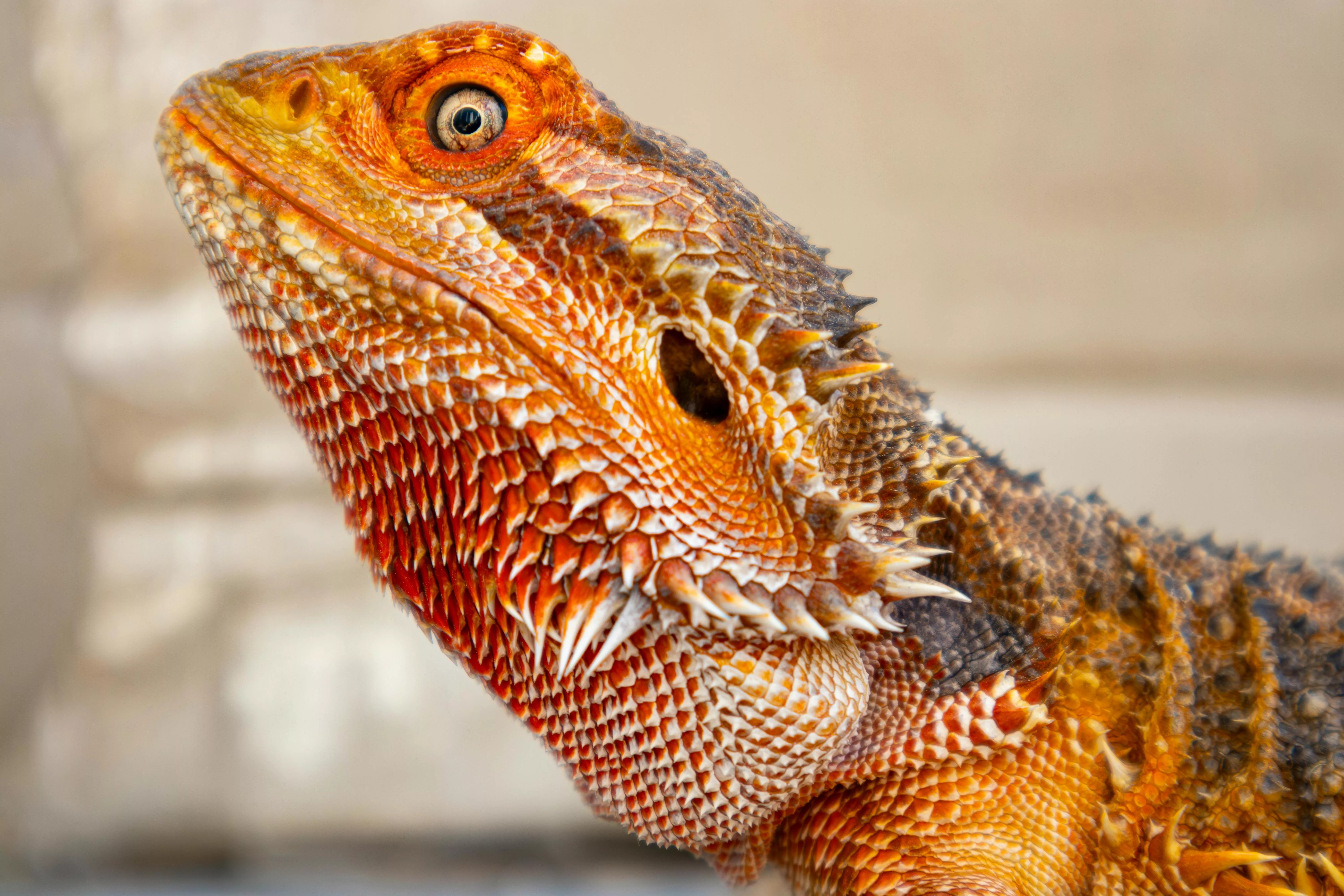 Bearded Dragon Wallpapers - Wallpaper Cave