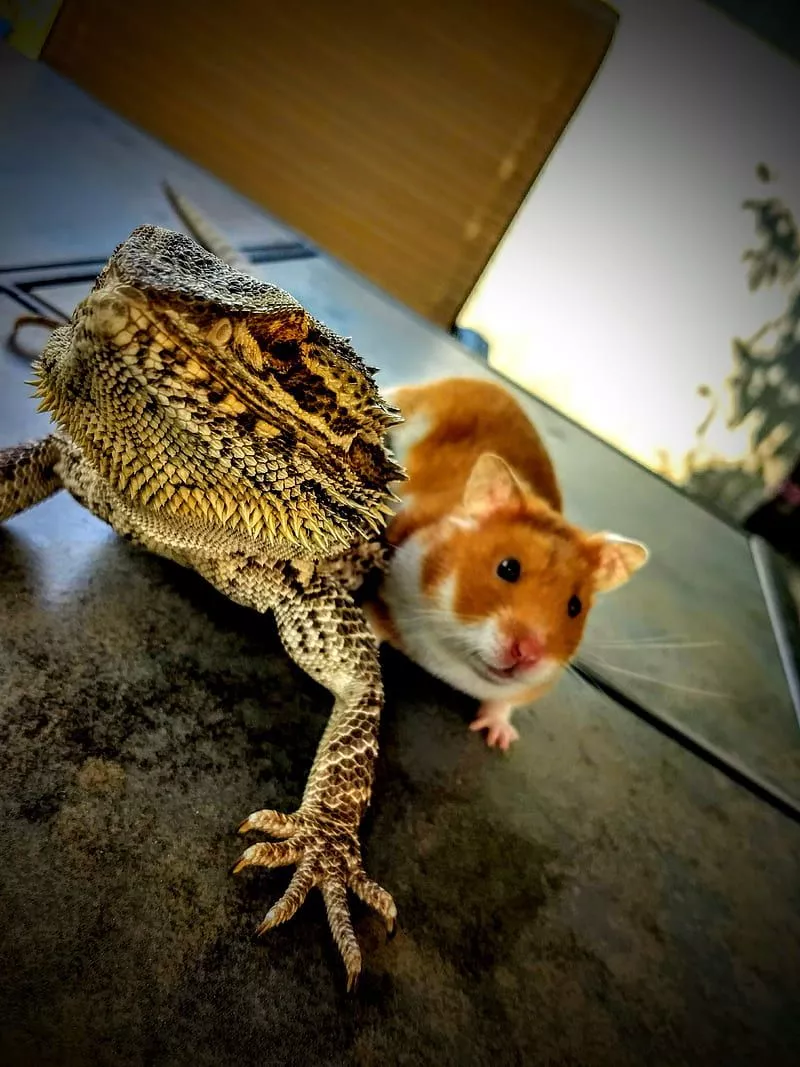 Bearded Dragon Wallpapers - Wallpaper Cave