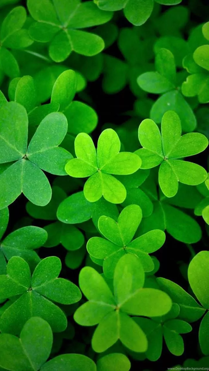 Clover Wallpapers - Wallpaper Cave