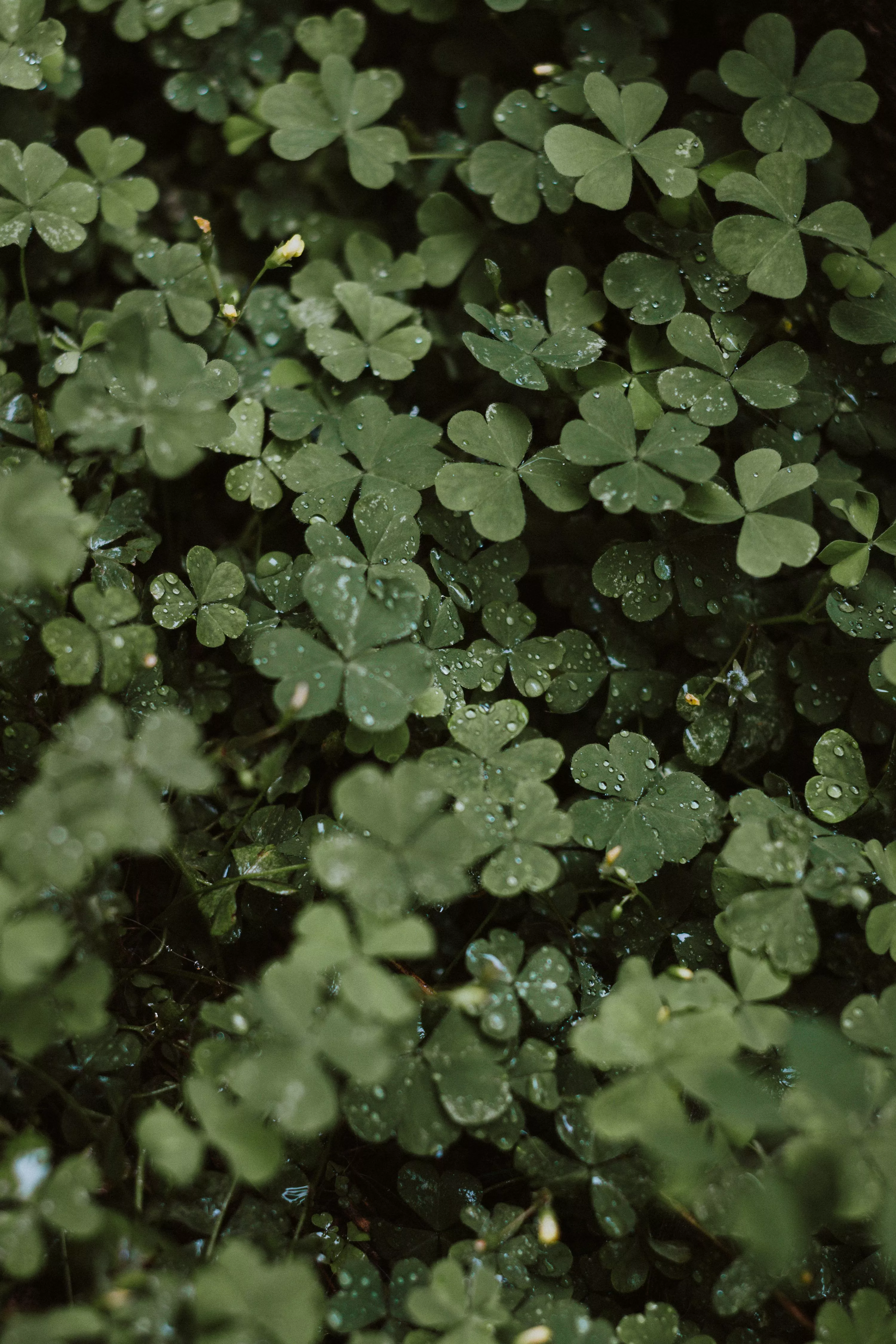 Clover Wallpapers - Wallpaper Cave