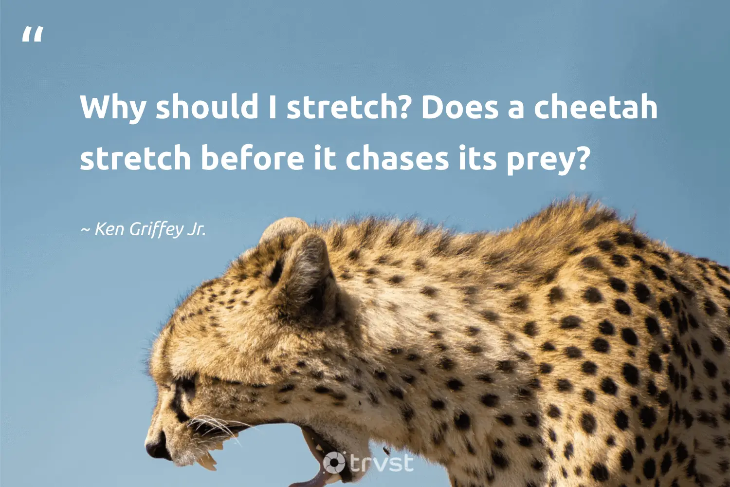 Cheetah Quotes Wallpapers - Wallpaper Cave