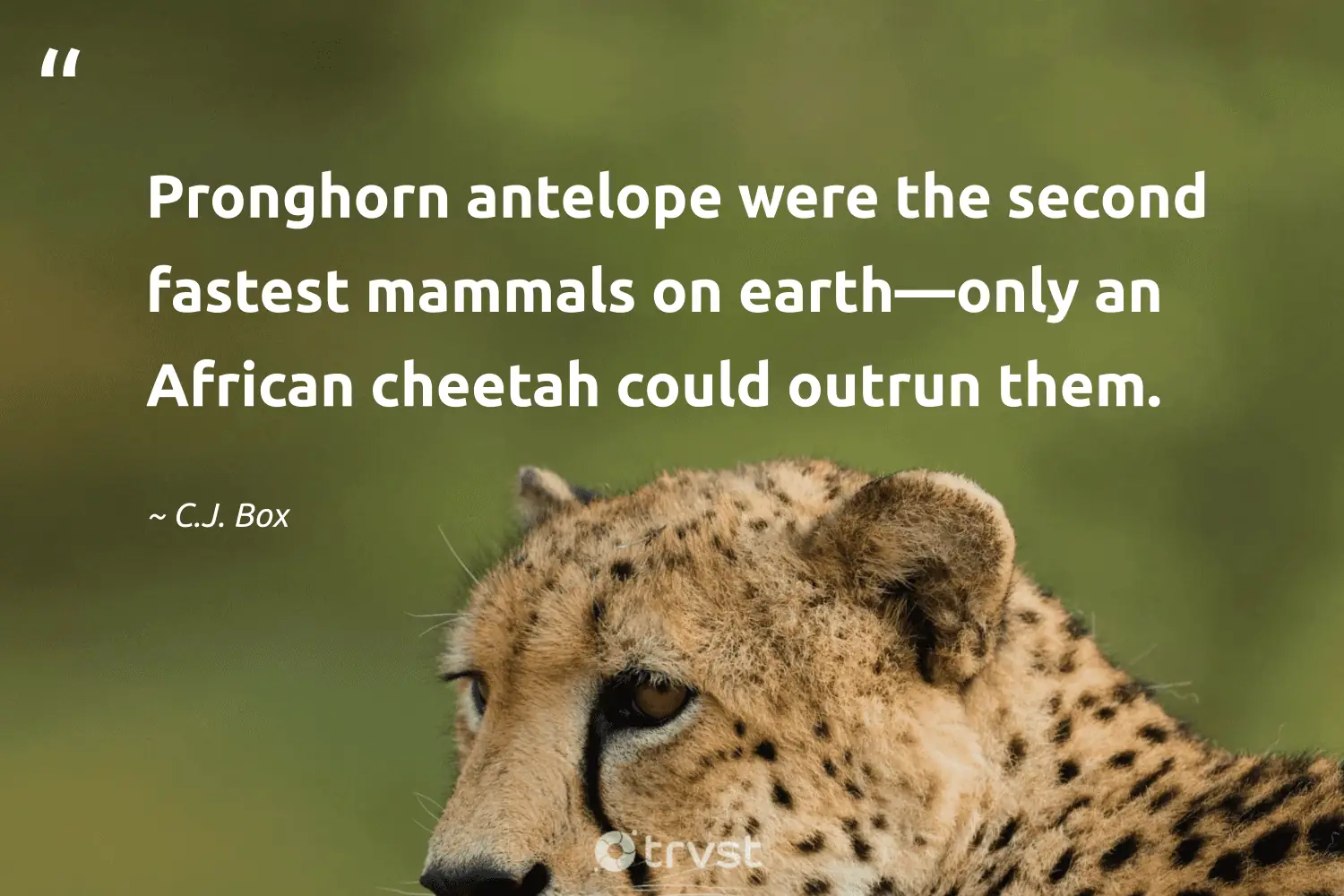 Cheetah Quotes Wallpapers - Wallpaper Cave