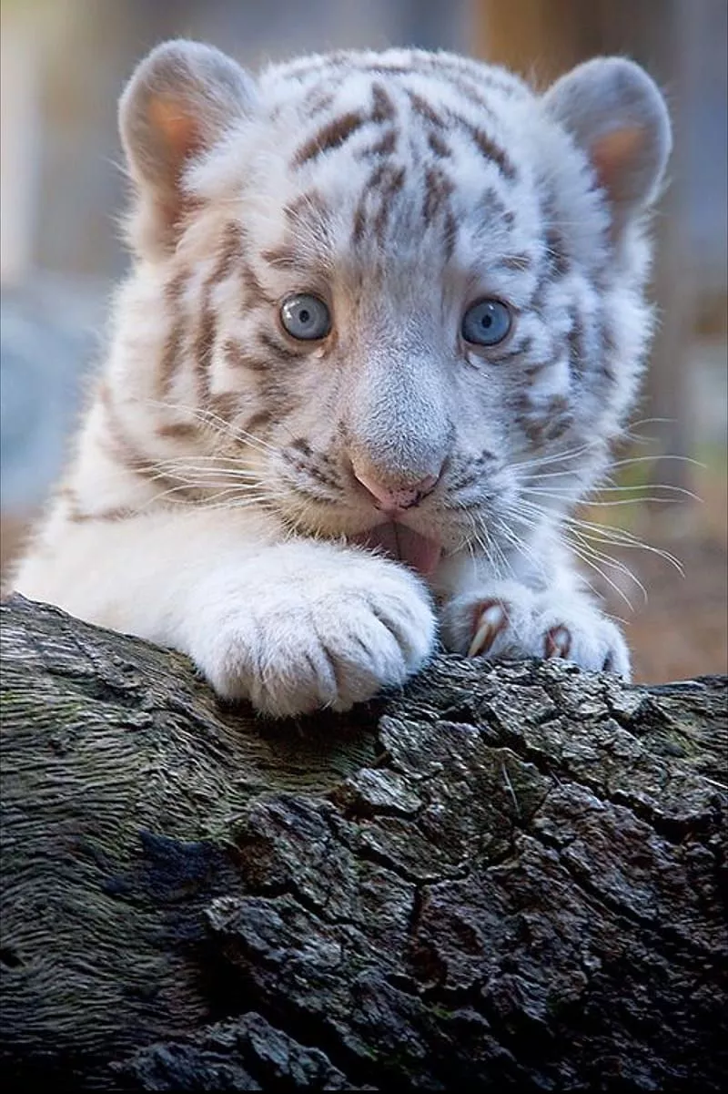 Little Tiger Wallpapers - Wallpaper Cave