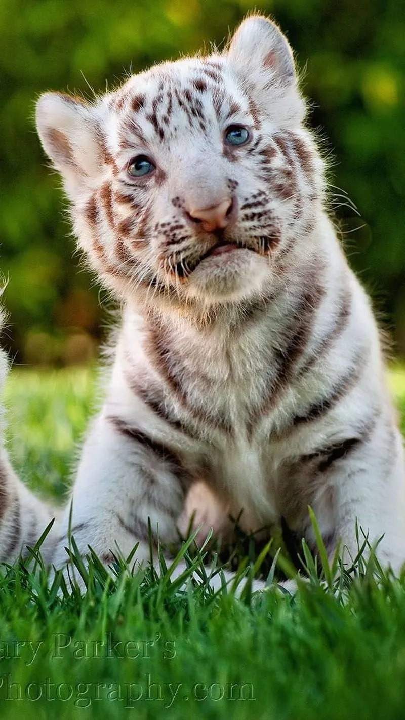 Little Tiger Wallpapers - Wallpaper Cave