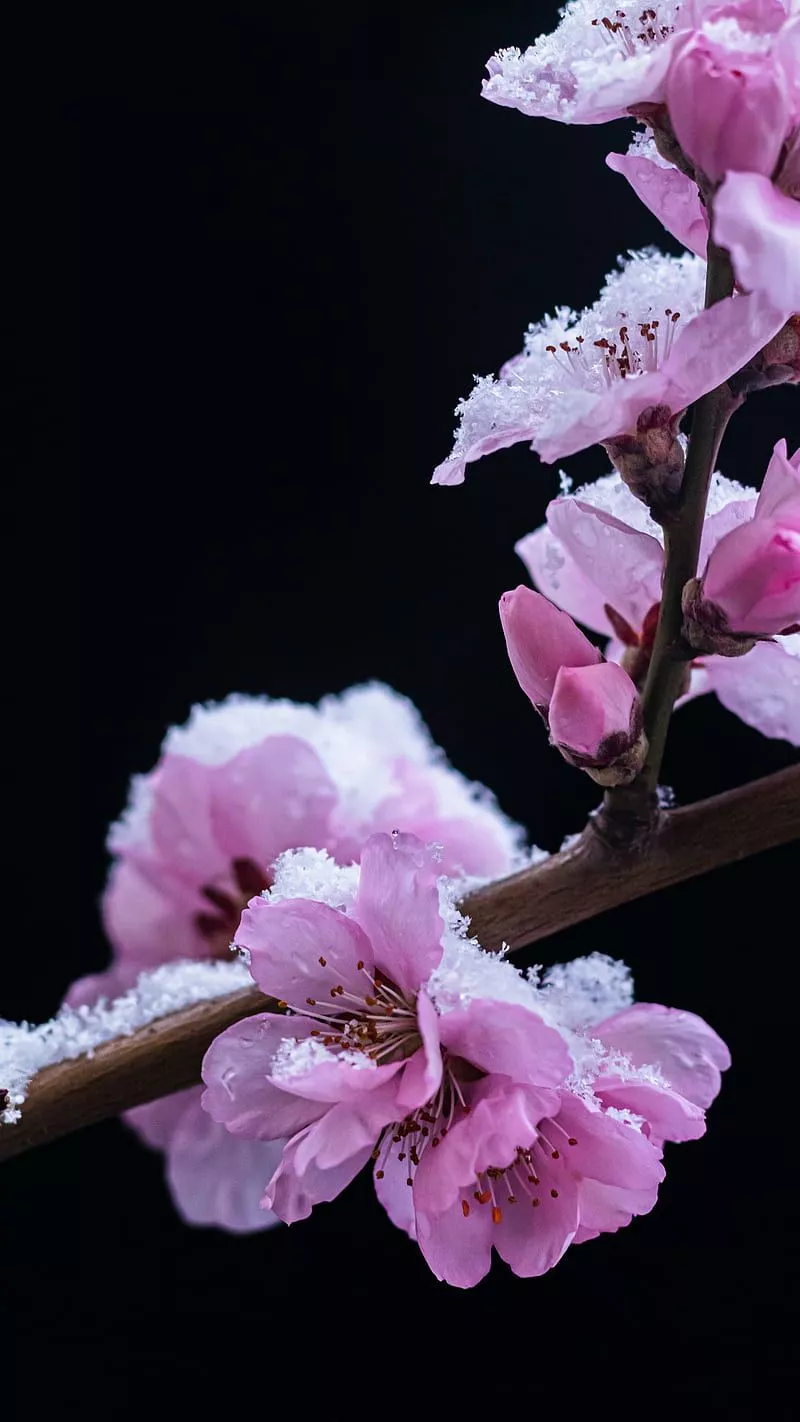 Cherry Blossoms iPhone Wallpapers - Wallpaper Cave