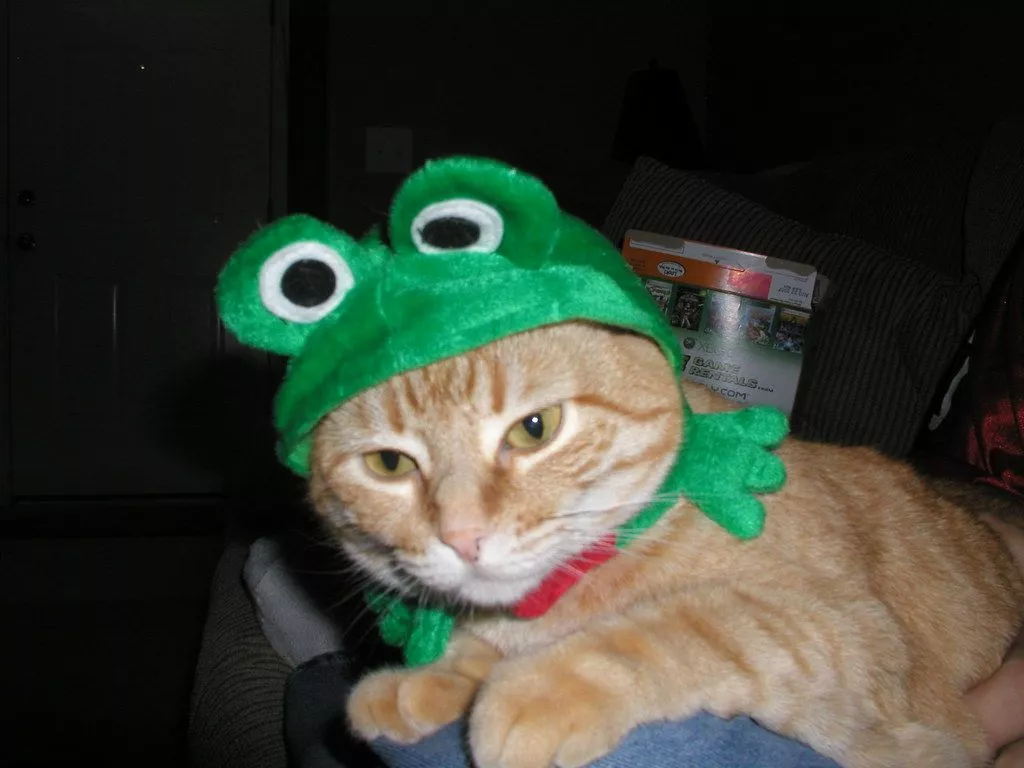 Cat With Frog Hat Wallpapers - Wallpaper Cave