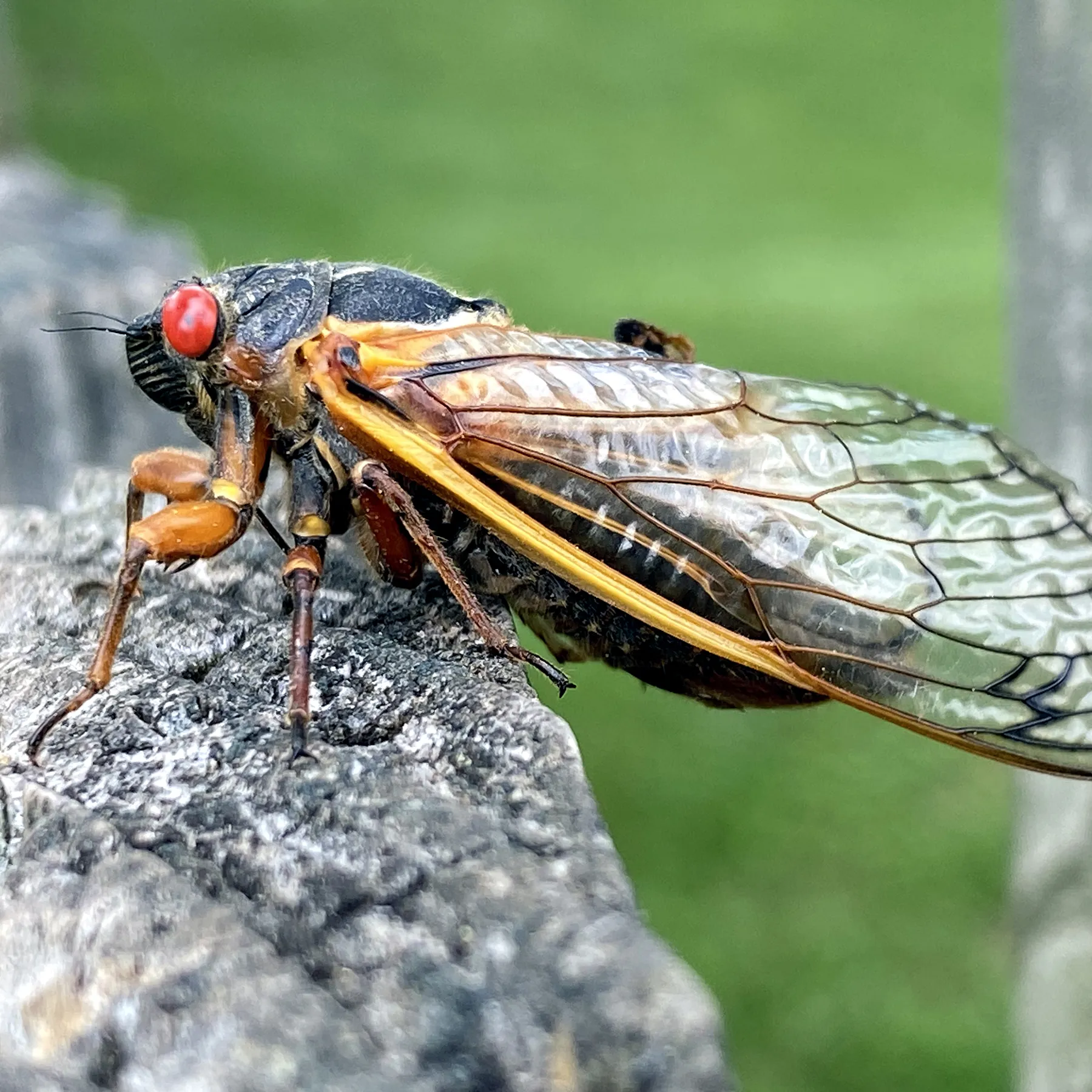 Cicada Wallpapers - Wallpaper Cave