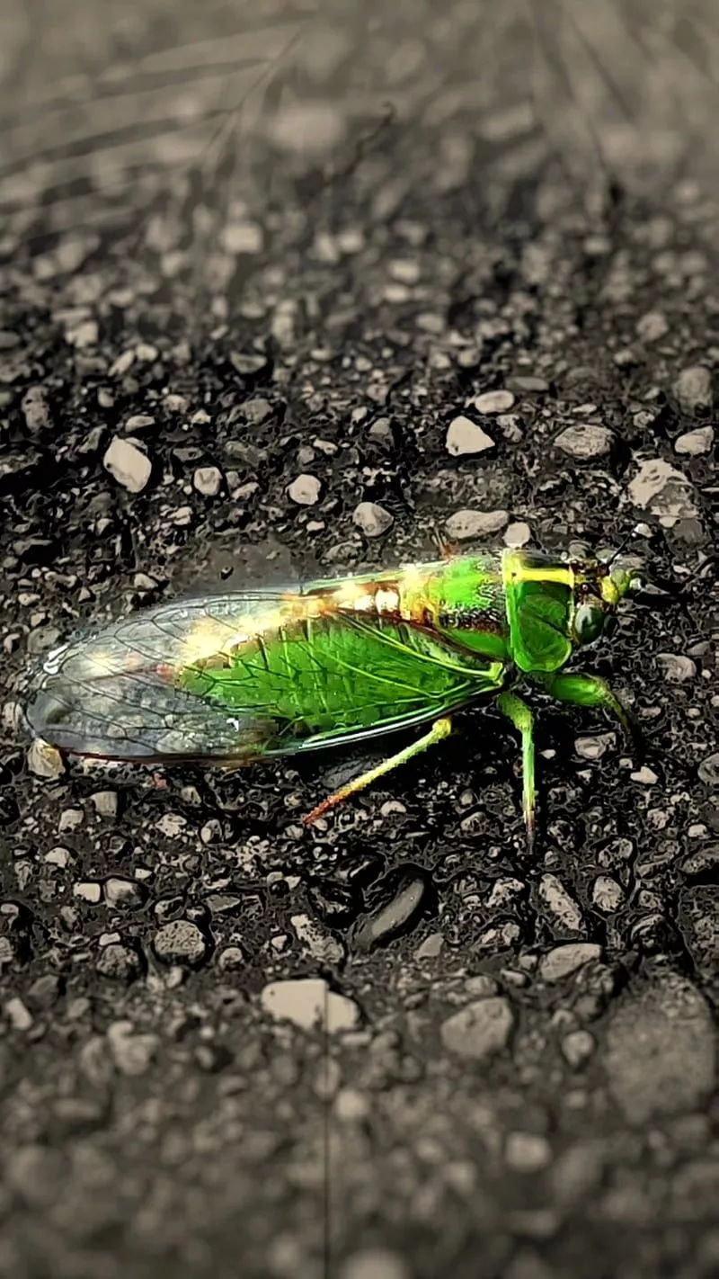 Cicada Wallpapers - Wallpaper Cave