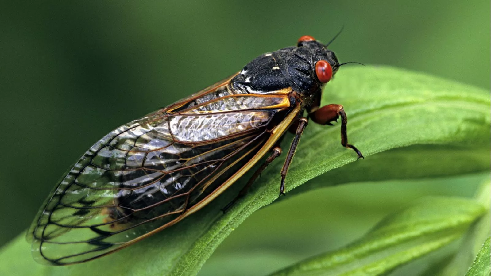 Cicada Wallpapers - Wallpaper Cave