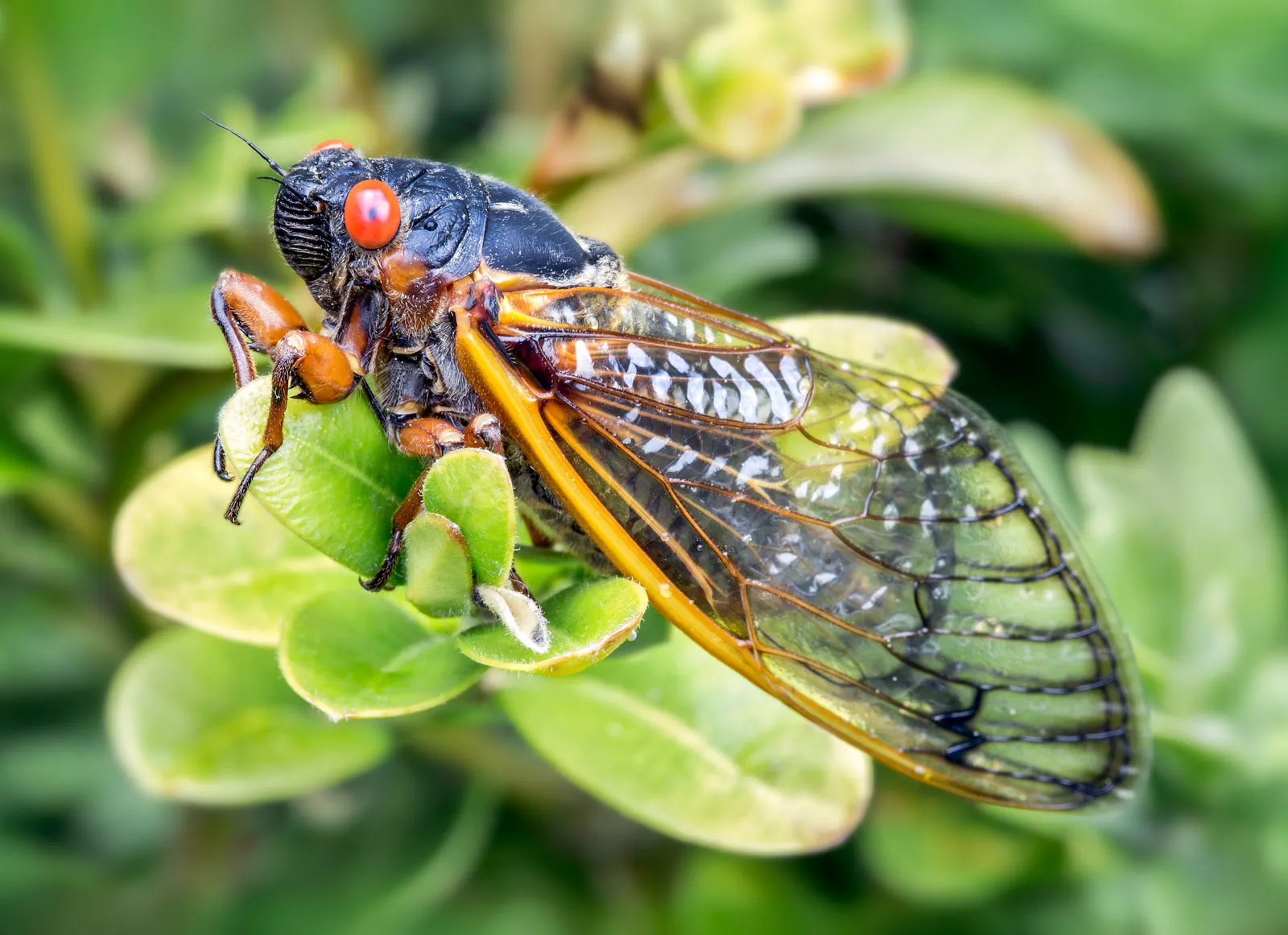 Cicada Wallpapers - Wallpaper Cave
