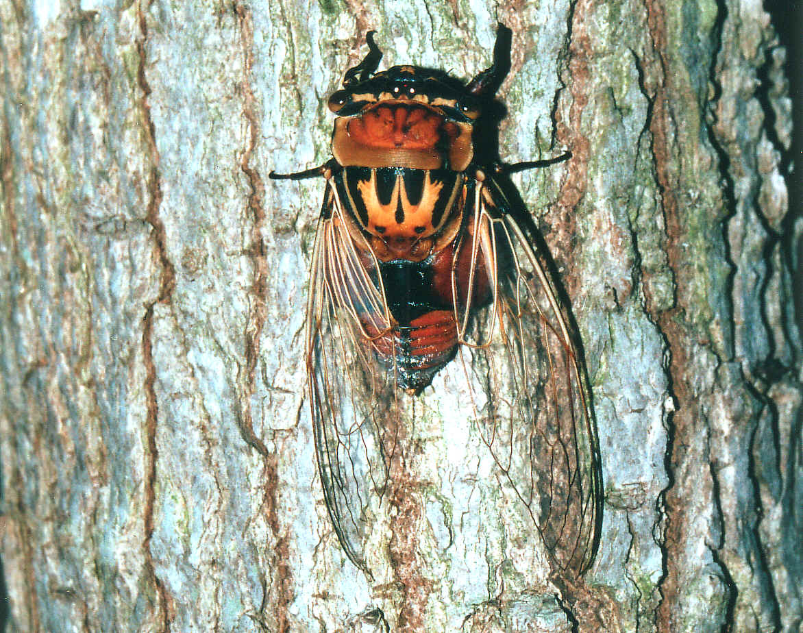 Cicada Wallpapers - Wallpaper Cave
