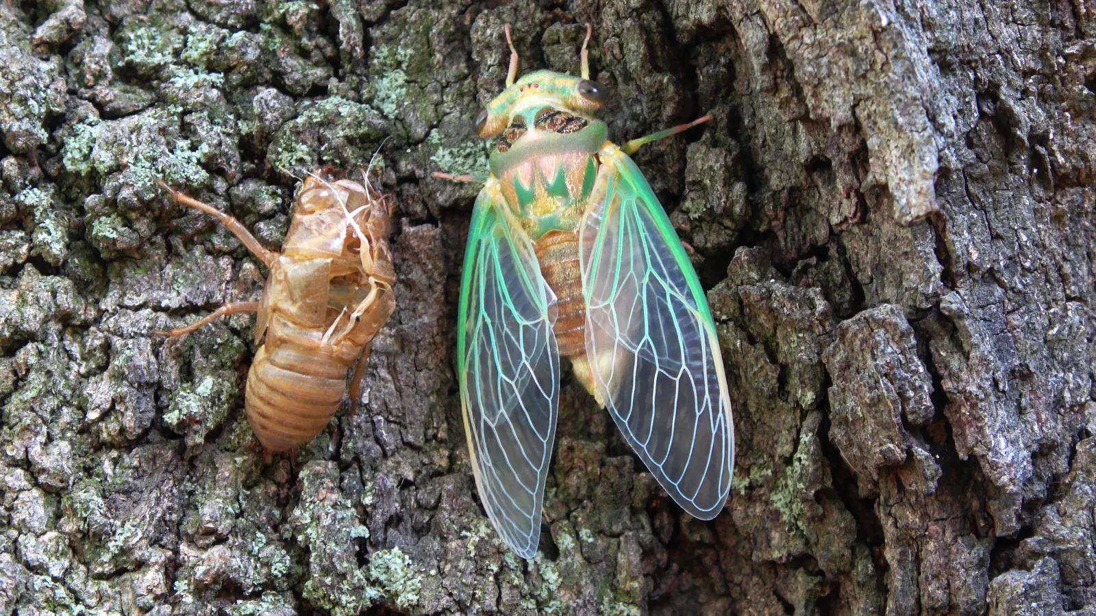 Cicada Wallpapers - Wallpaper Cave