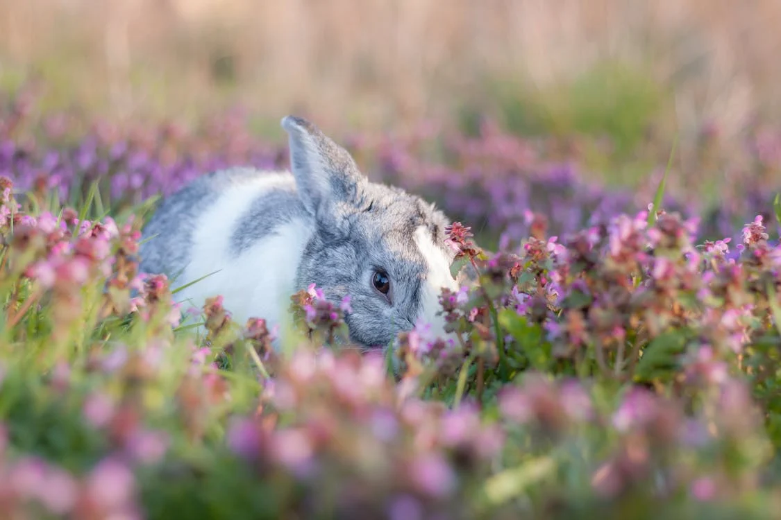 Flower Bunny Spring Wallpapers - Wallpaper Cave