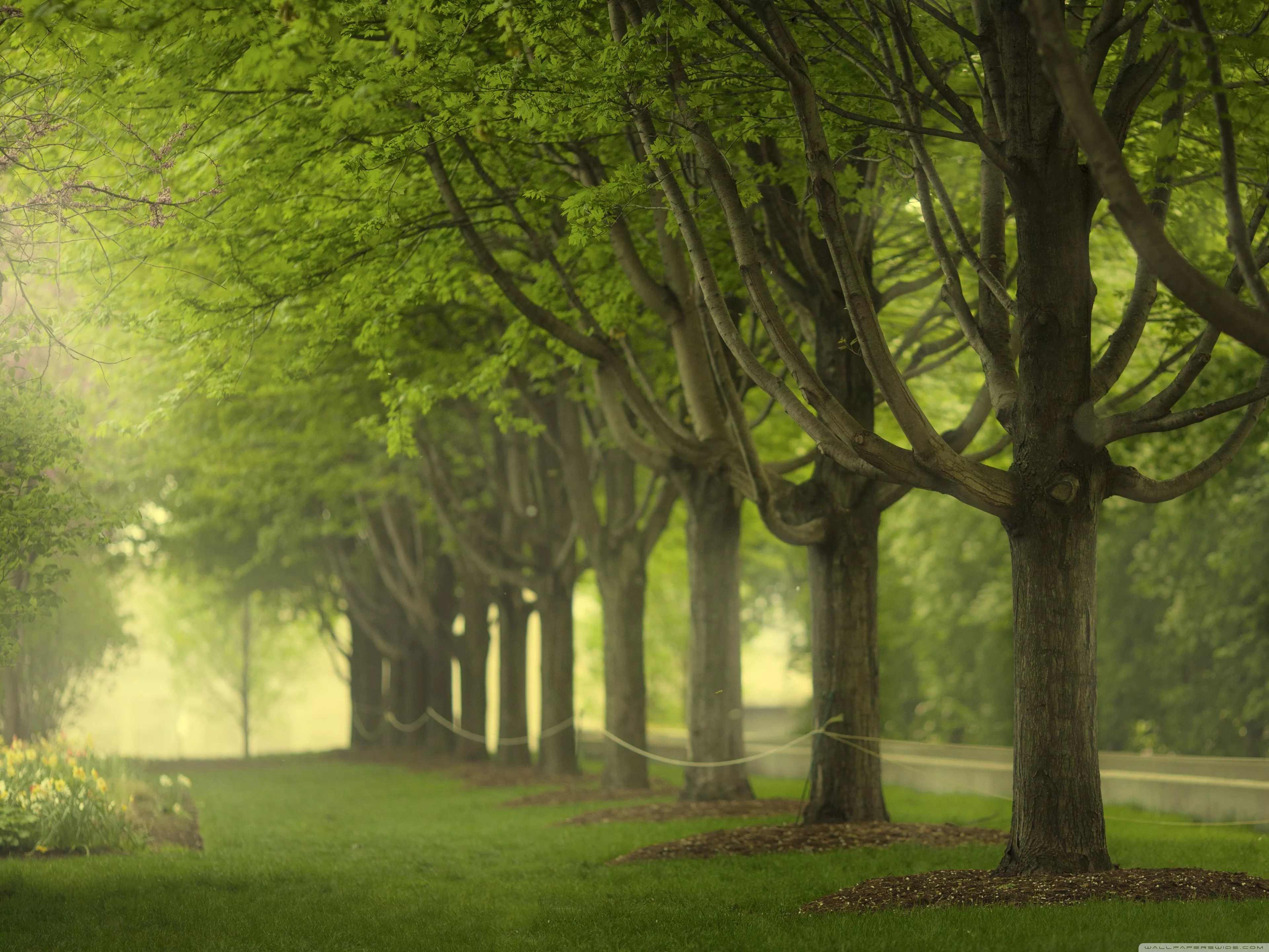 Spring Park 4k Wallpapers - Wallpaper Cave