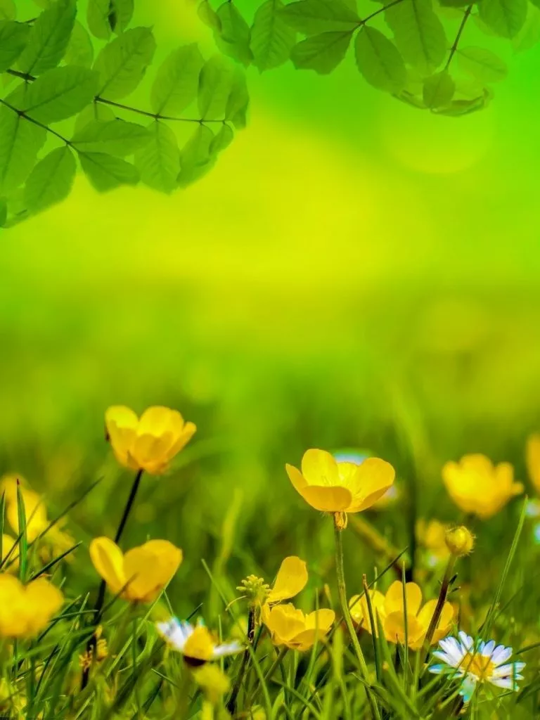 Spring Meadow Phone Wallpapers - Wallpaper Cave