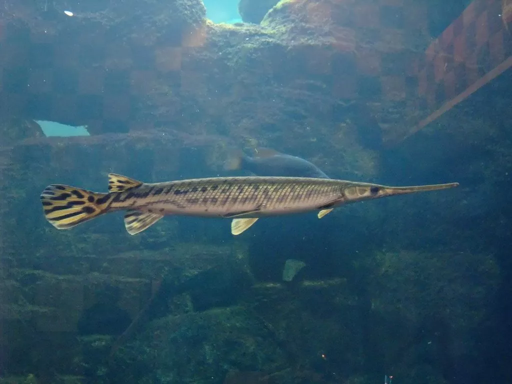 Longnose Gar Wallpapers - Wallpaper Cave