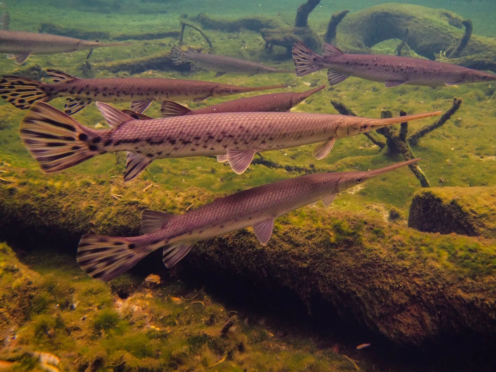 Longnose Gar Wallpapers - Wallpaper Cave