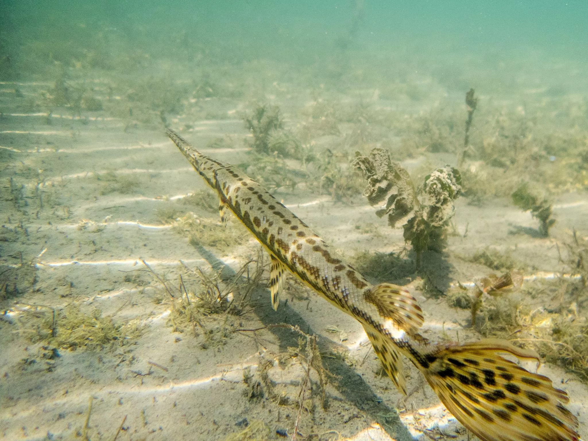 Longnose Gar Wallpapers - Wallpaper Cave