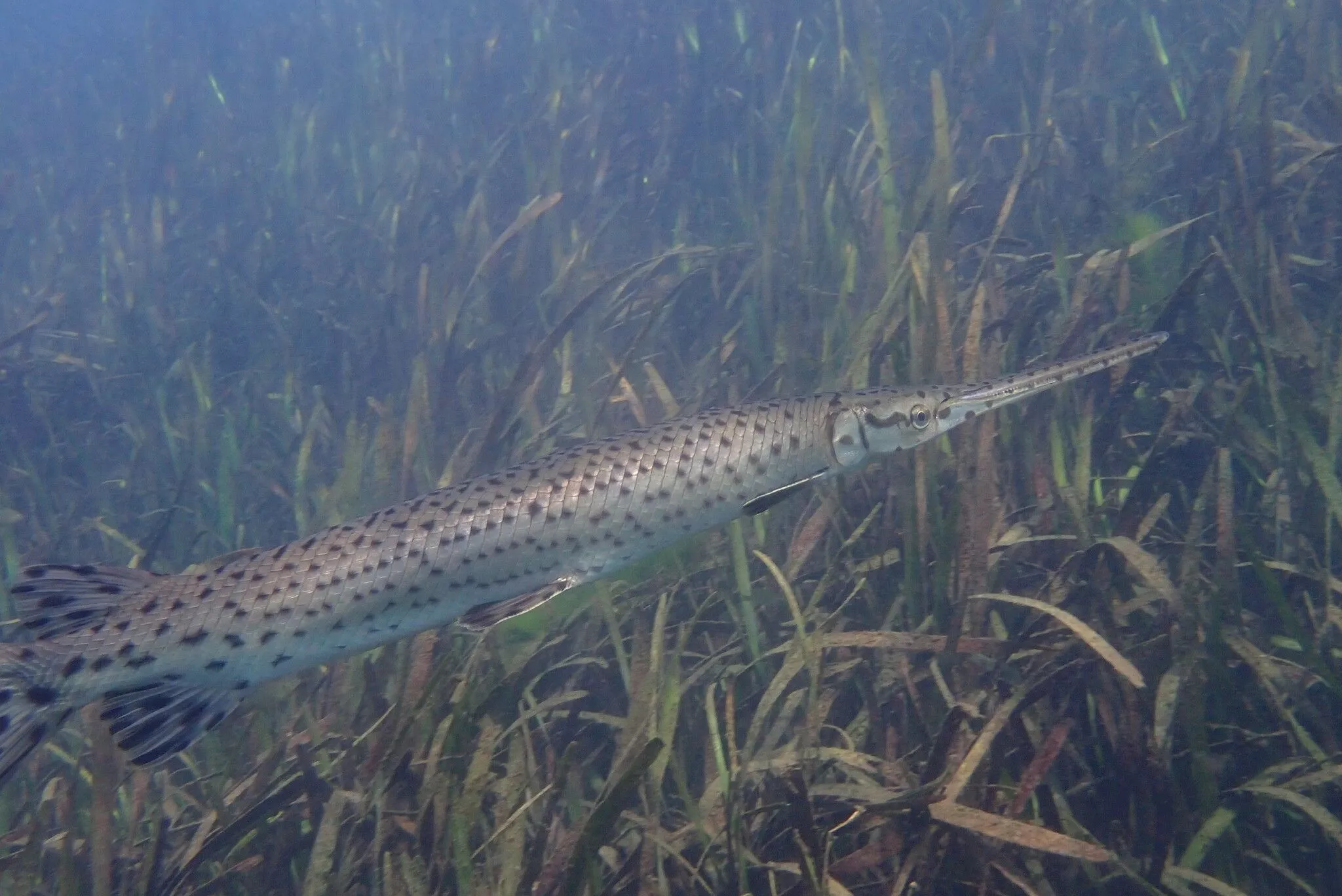 Longnose Gar Wallpapers - Wallpaper Cave