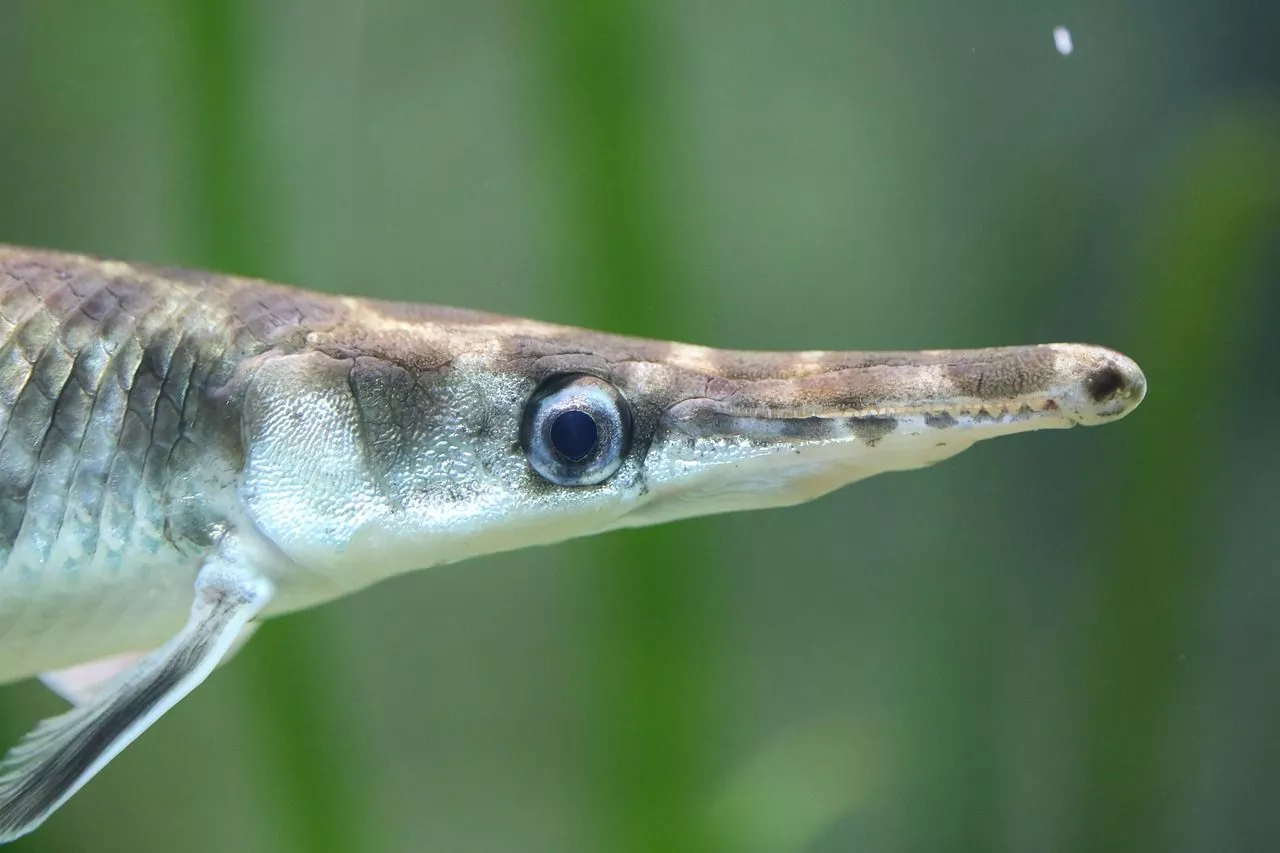Longnose Gar Wallpapers - Wallpaper Cave