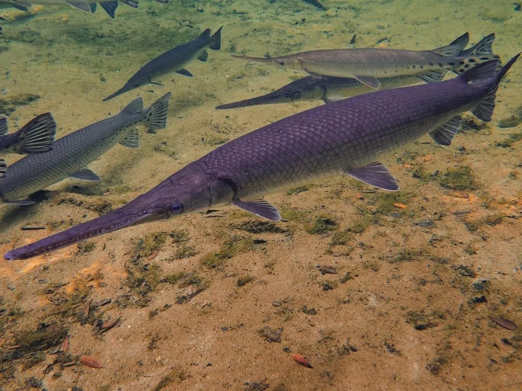 Longnose Gar Wallpapers - Wallpaper Cave
