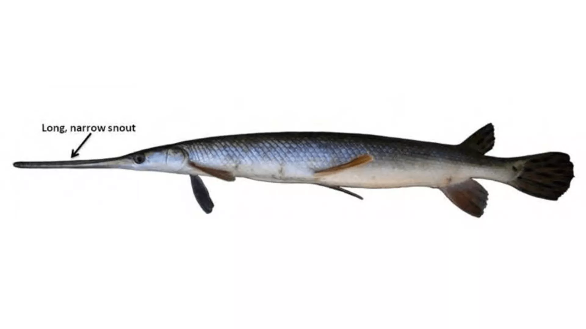 Longnose Gar Wallpapers - Wallpaper Cave