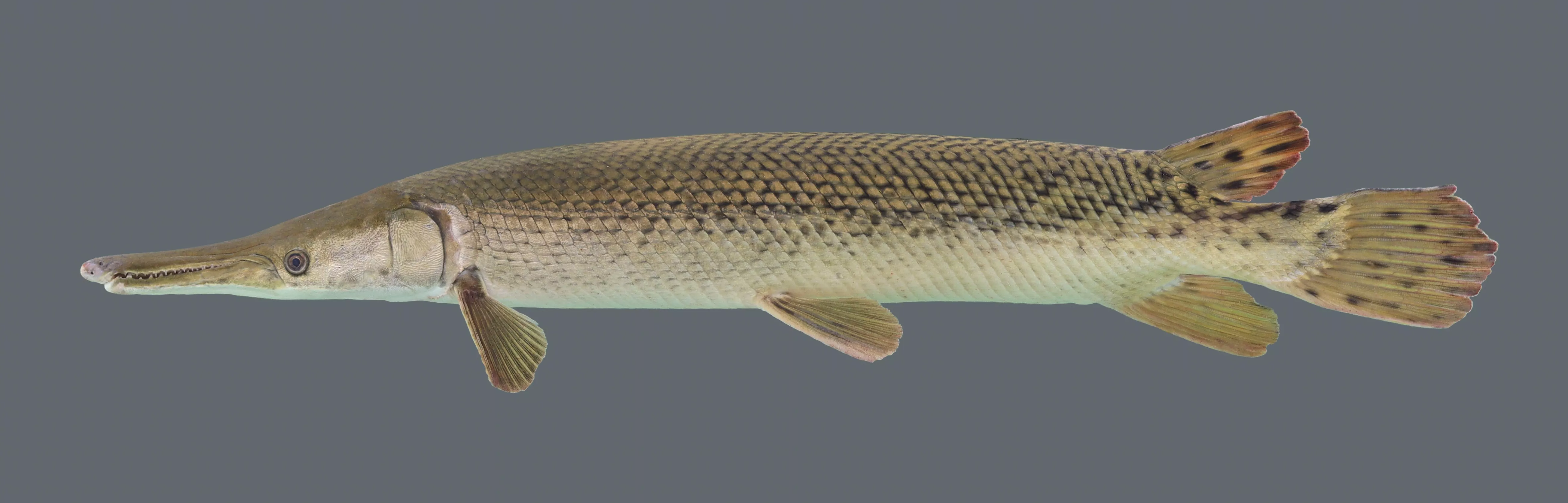 Longnose Gar Wallpapers - Wallpaper Cave