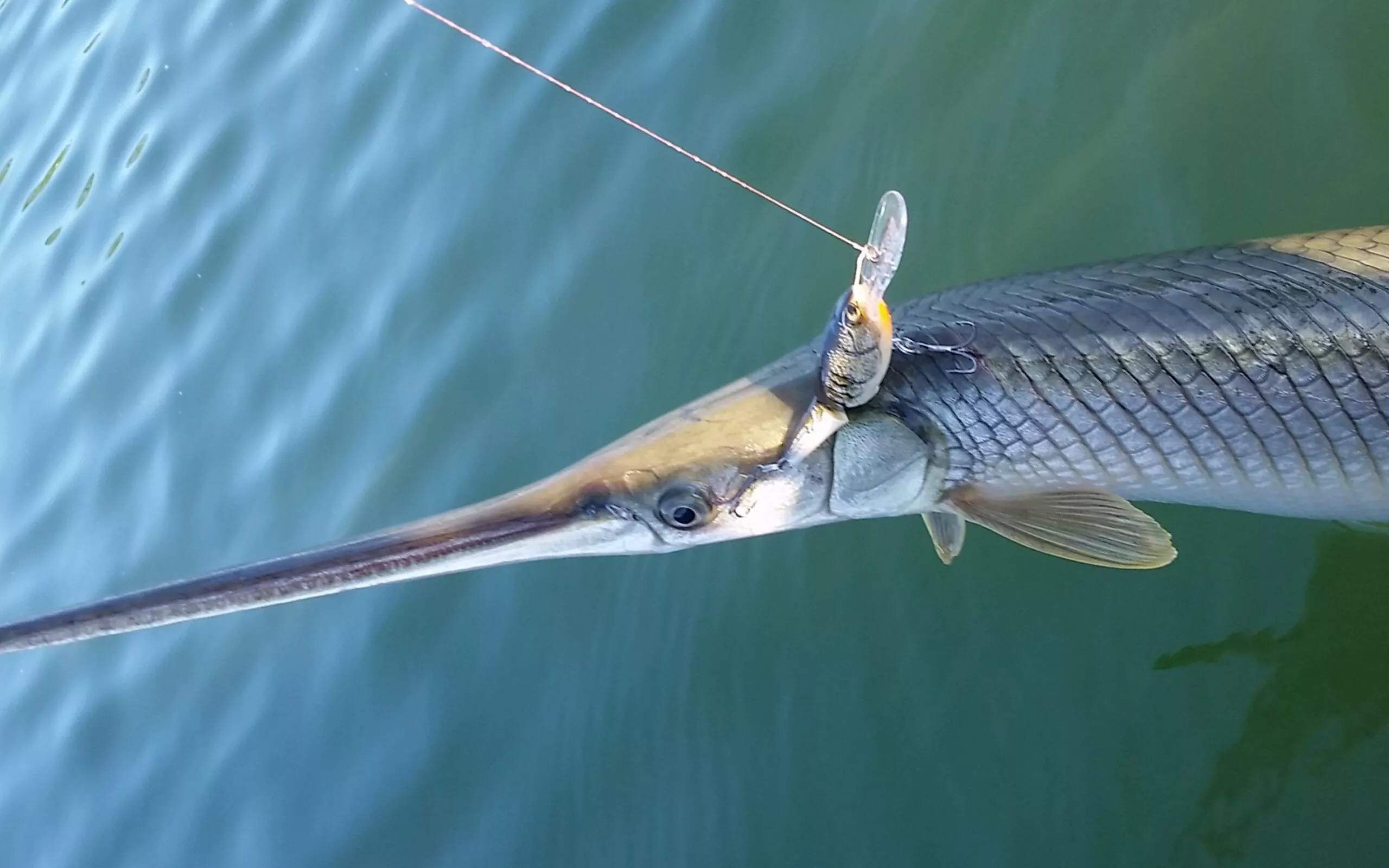 Longnose Gar Wallpapers - Wallpaper Cave