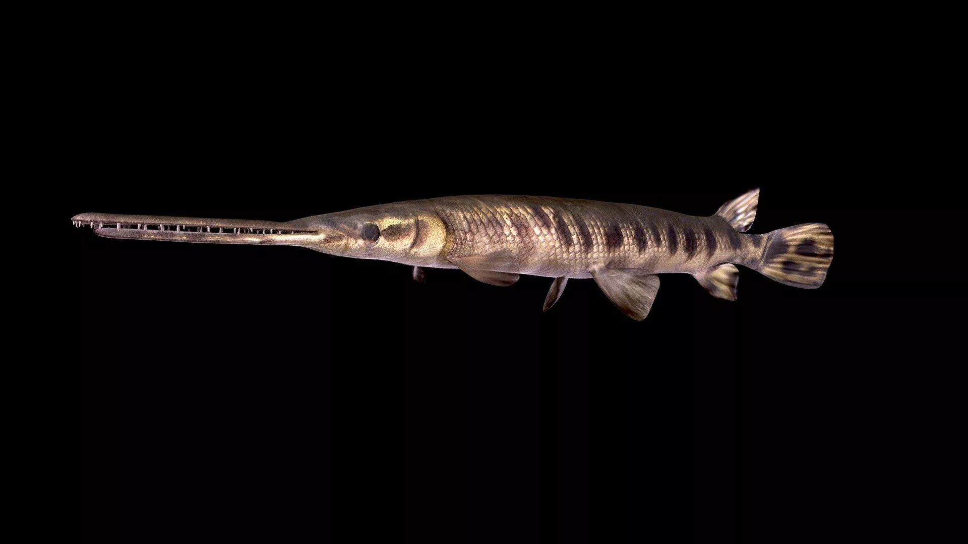 Longnose Gar Wallpapers - Wallpaper Cave