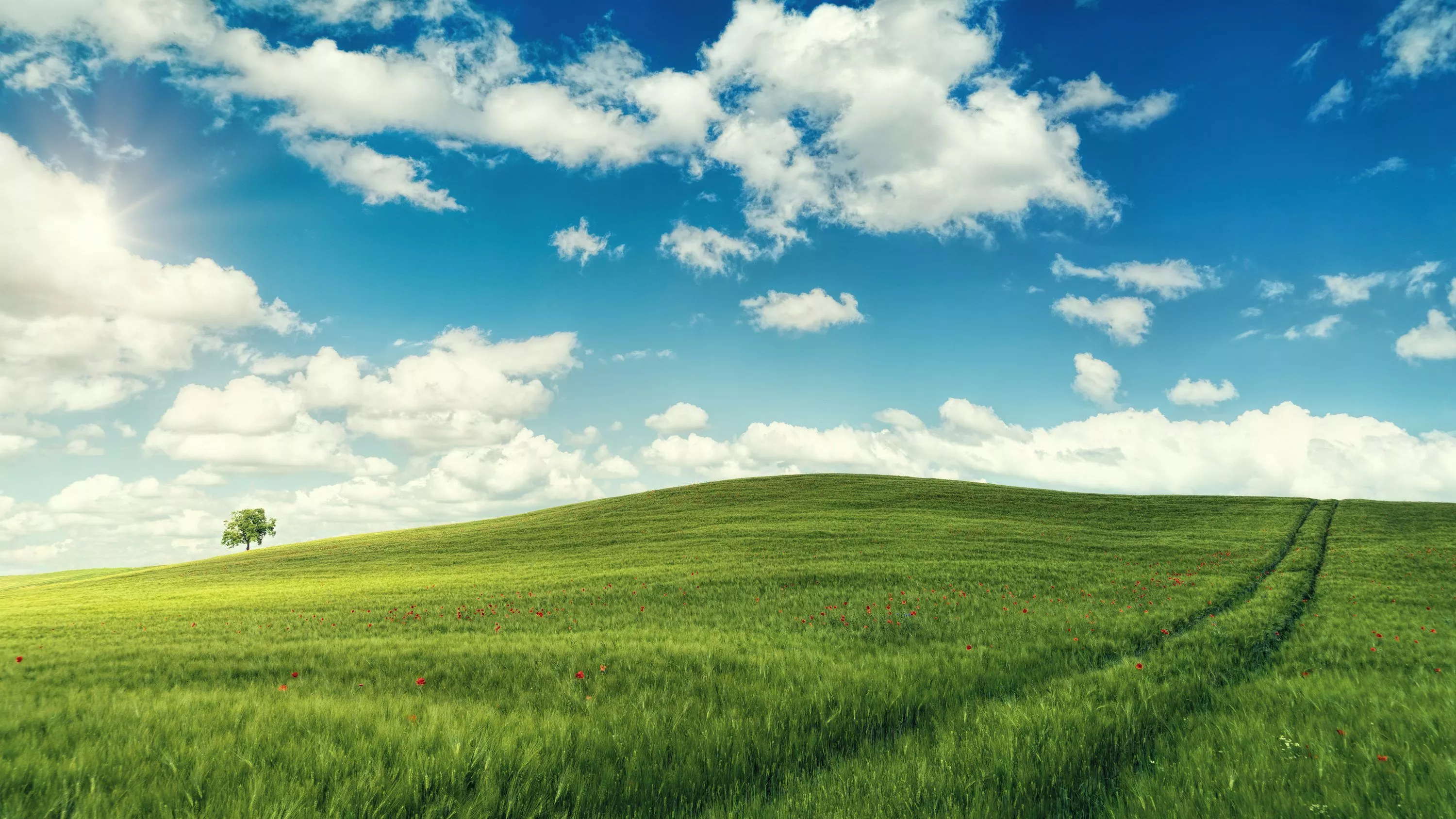Grassy Field Wallpapers - Wallpaper Cave
