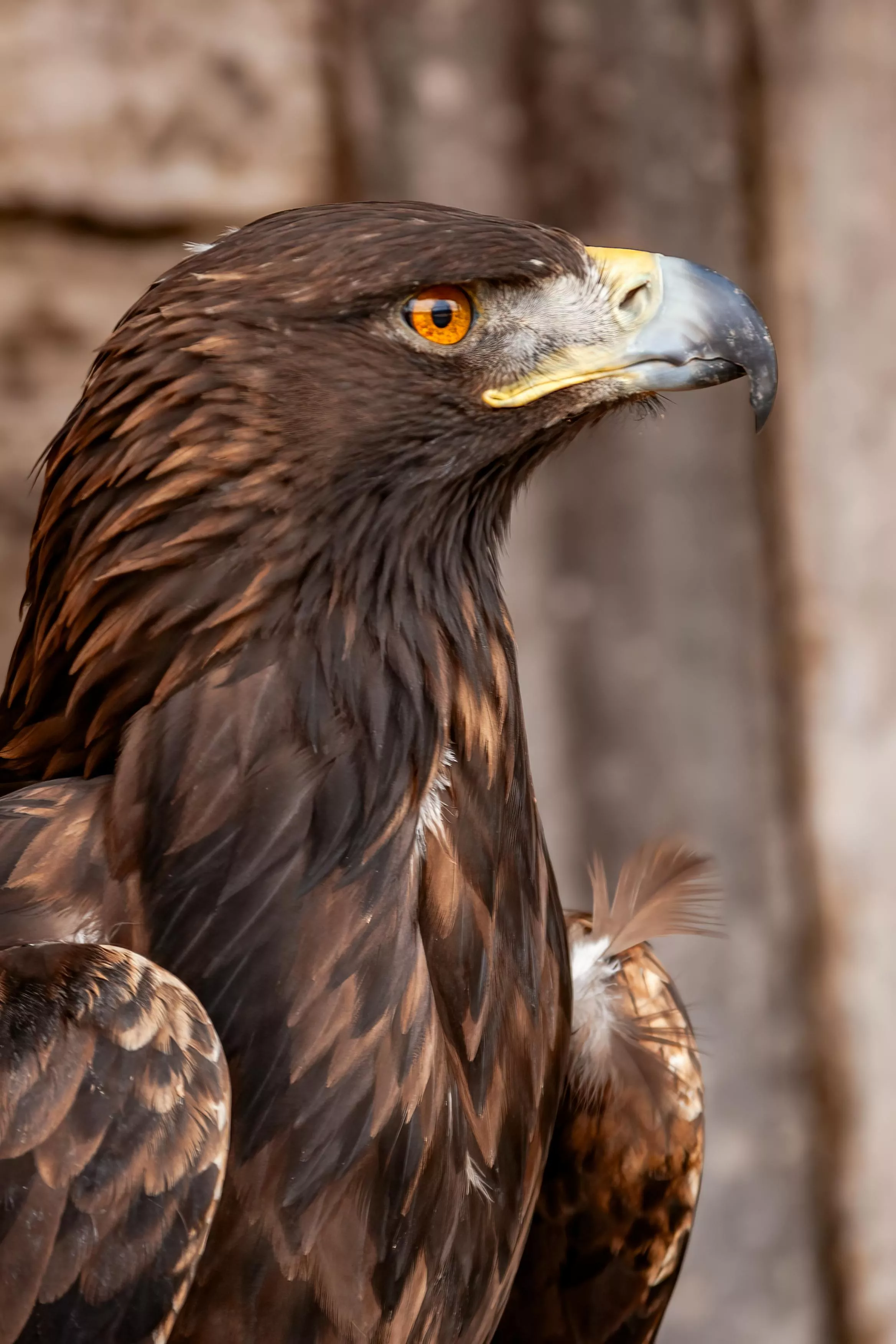 Golden Eagle 4k Ultra Hd Wallpaper Ololoshenka Eagle