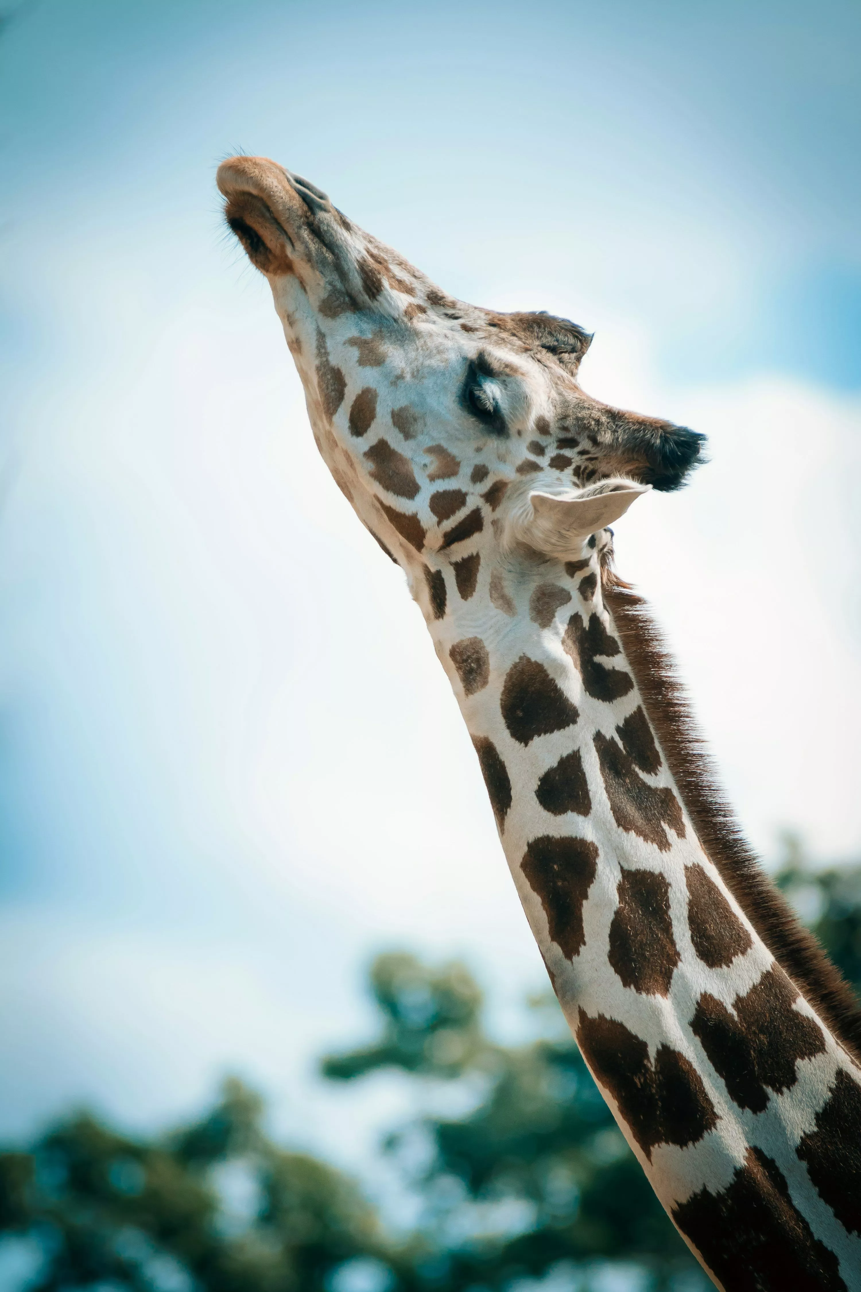 Giraffes 4k Wallpapers - Wallpaper Cave