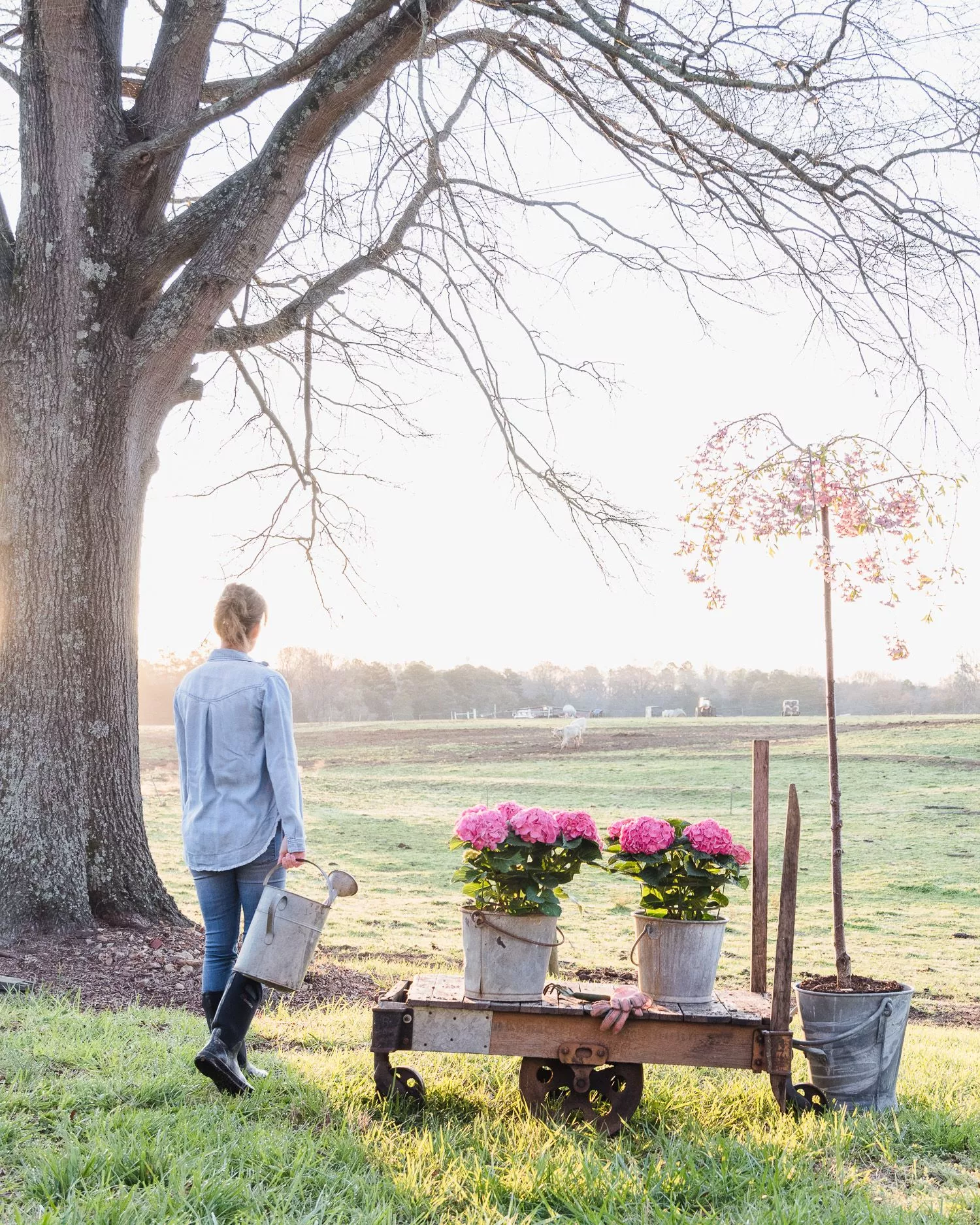 iPhone Garden Wallpapers - Wallpaper Cave