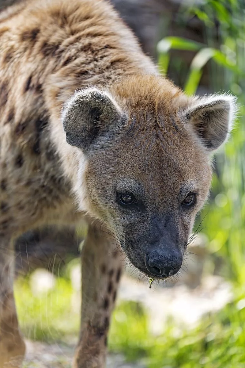 Hyena Wallpapers - Wallpaper Cave