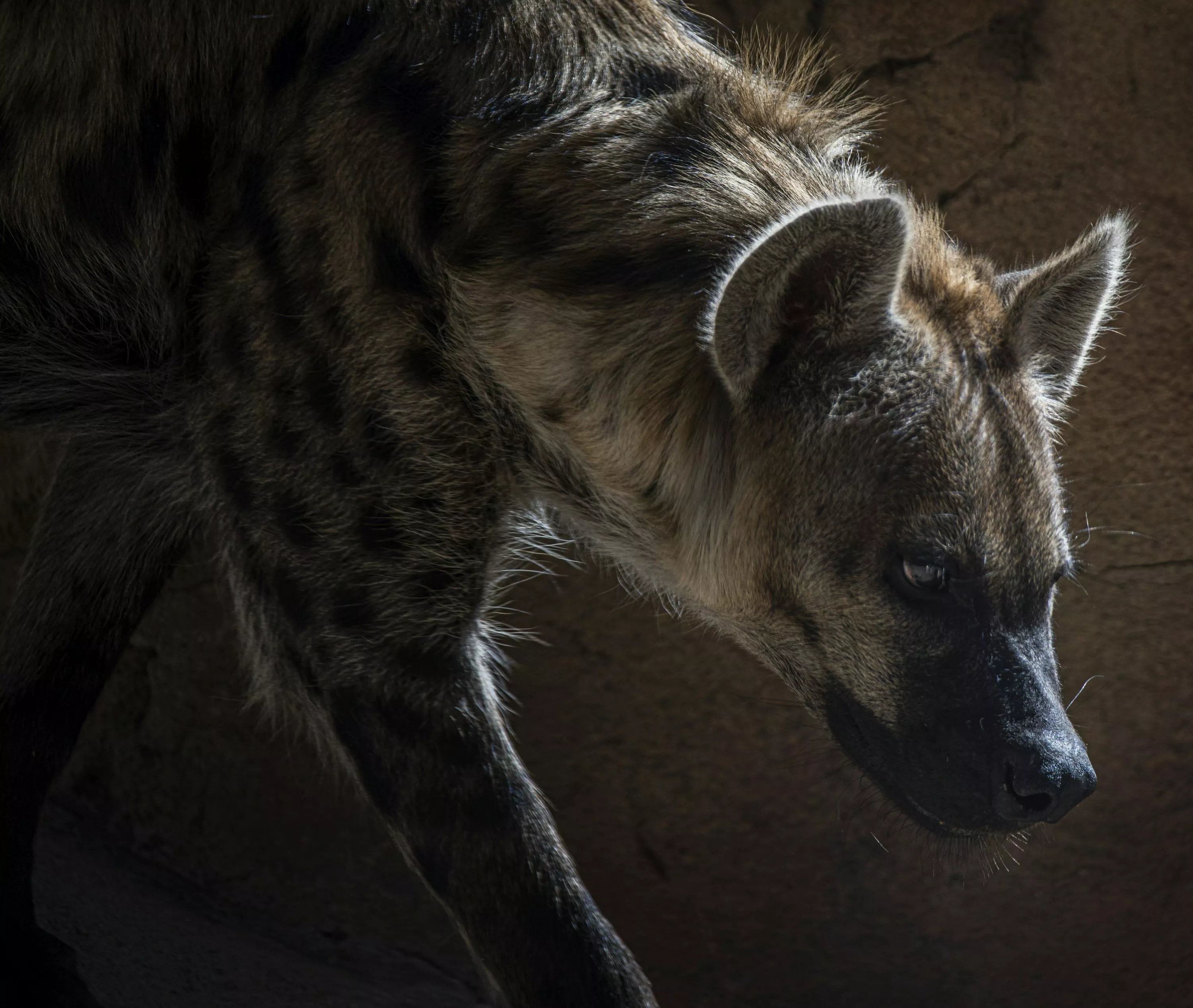 Hyena Wallpapers - Wallpaper Cave