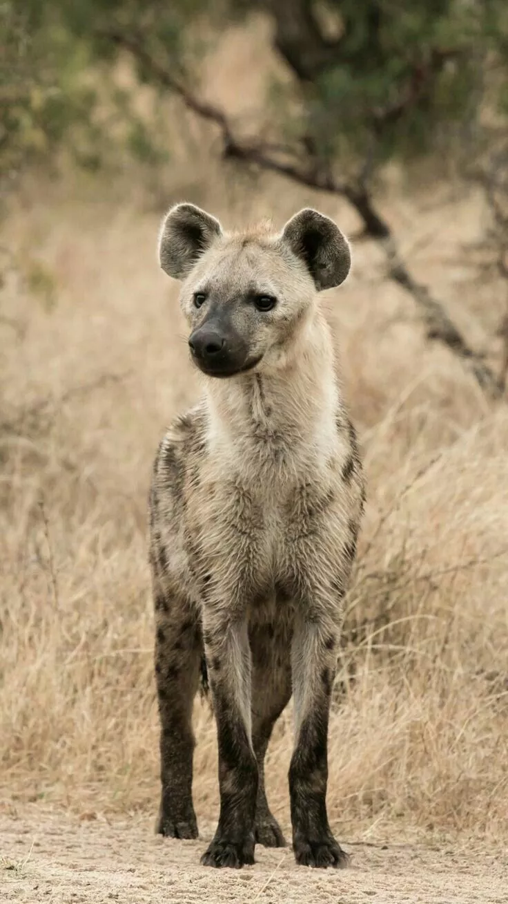 Papeis De Parede De Hiena Hd 30+ HD Hyena Wallpaper Photos For Free