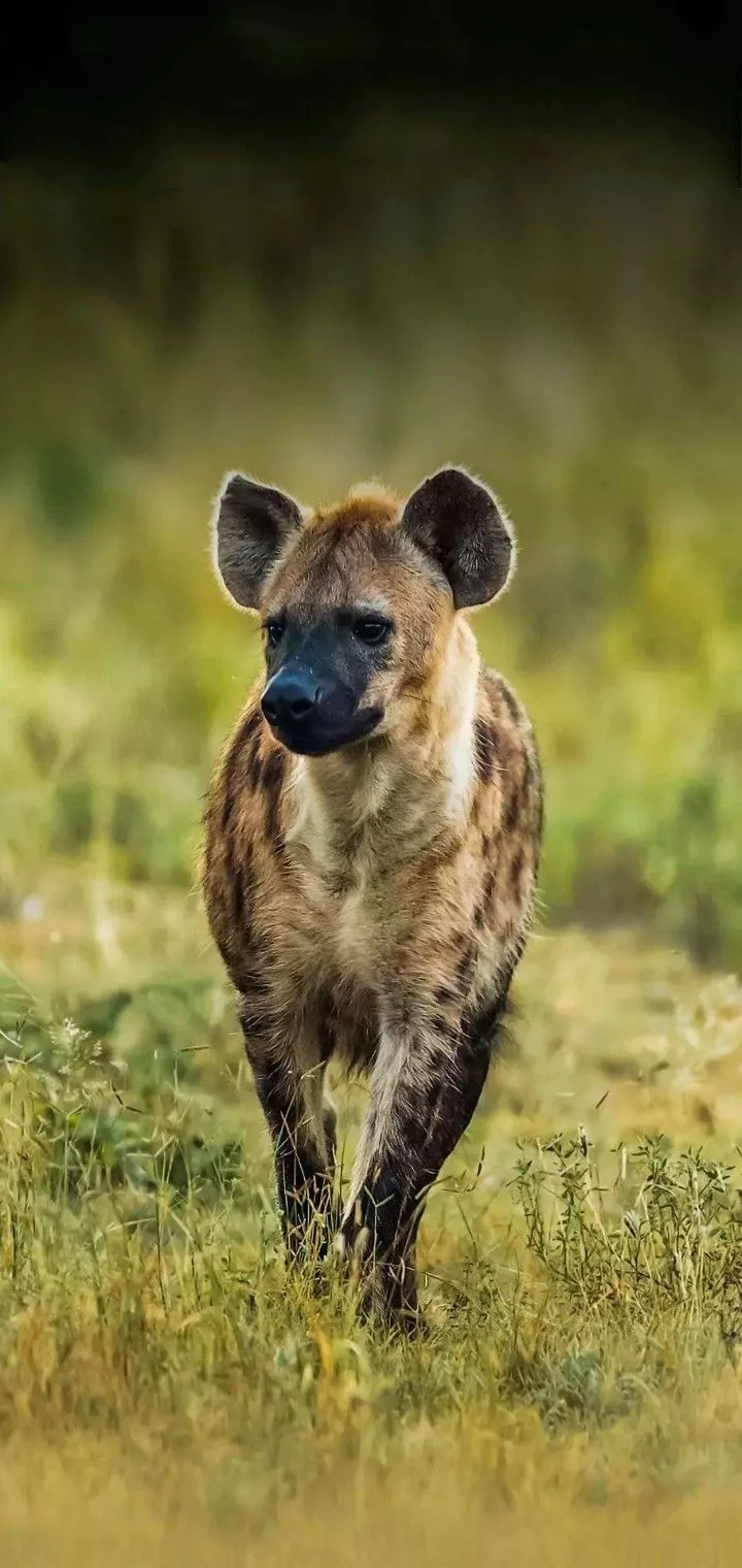 Hyena Wallpapers - Wallpaper Cave