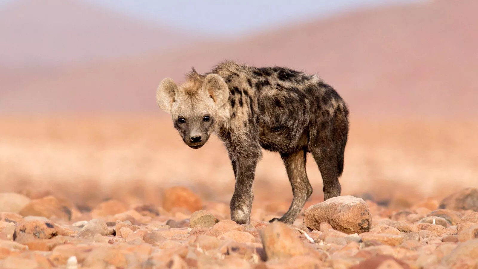 Hyena Wallpapers - Wallpaper Cave
